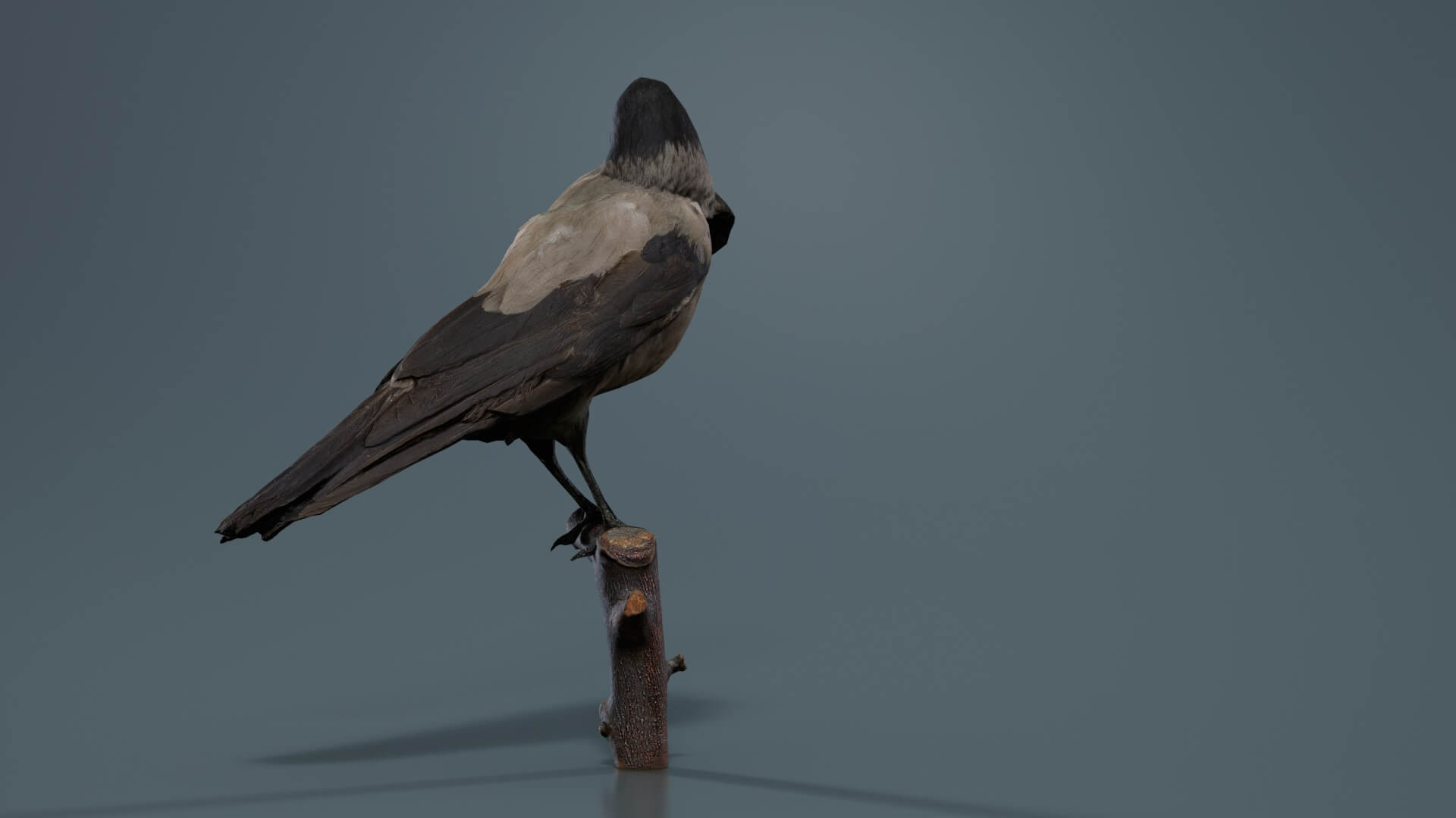Hooded Crow Corvus Cornix - 3D Model by Polygonal Miniatures