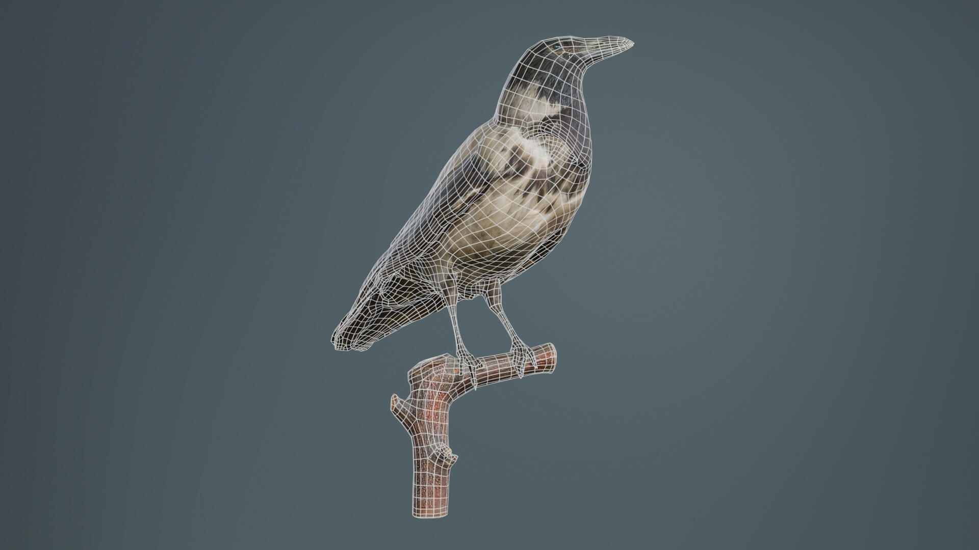 Hooded Crow Corvus Cornix - 3D Model by Polygonal Miniatures