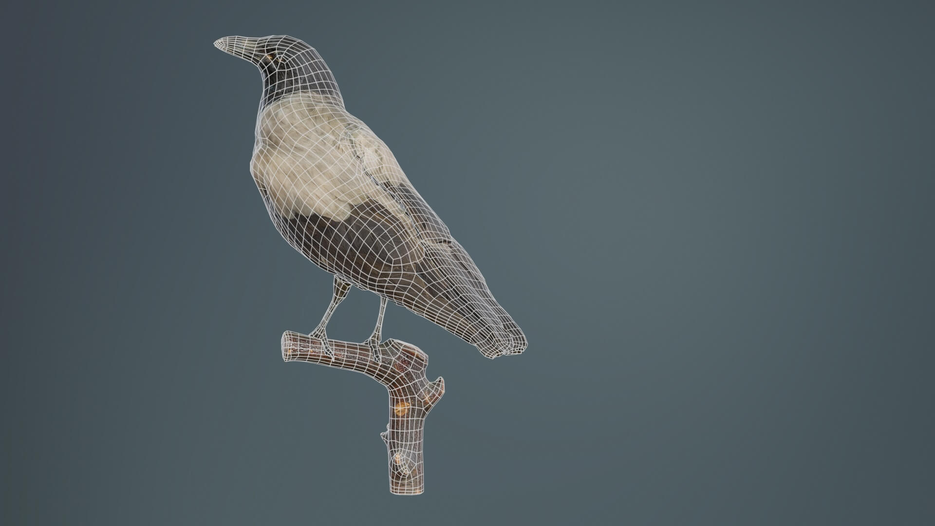Hooded Crow Corvus Cornix - 3D Model by Polygonal Miniatures