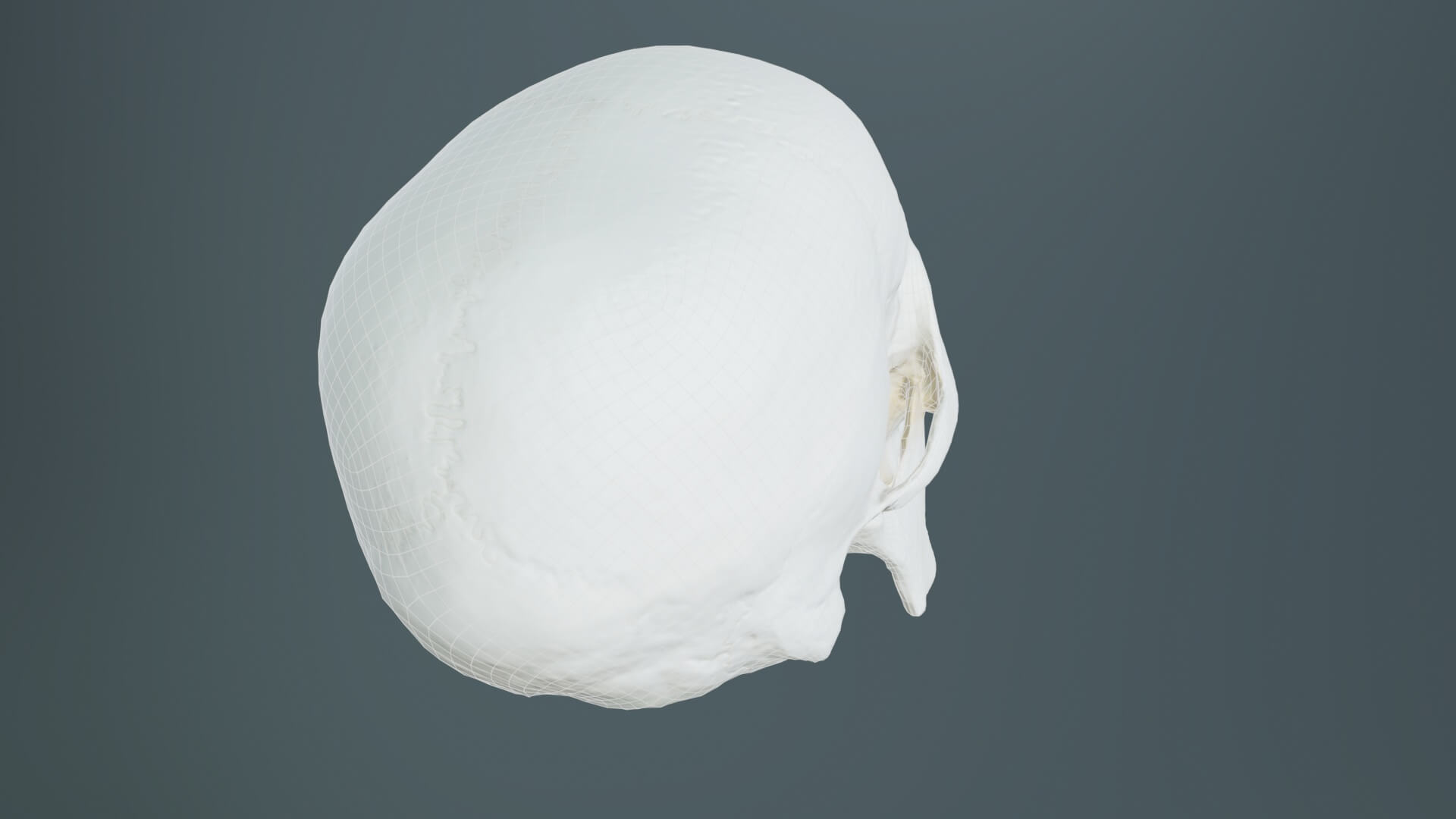 Human Skull - 3D Model by Polygonal Miniatures