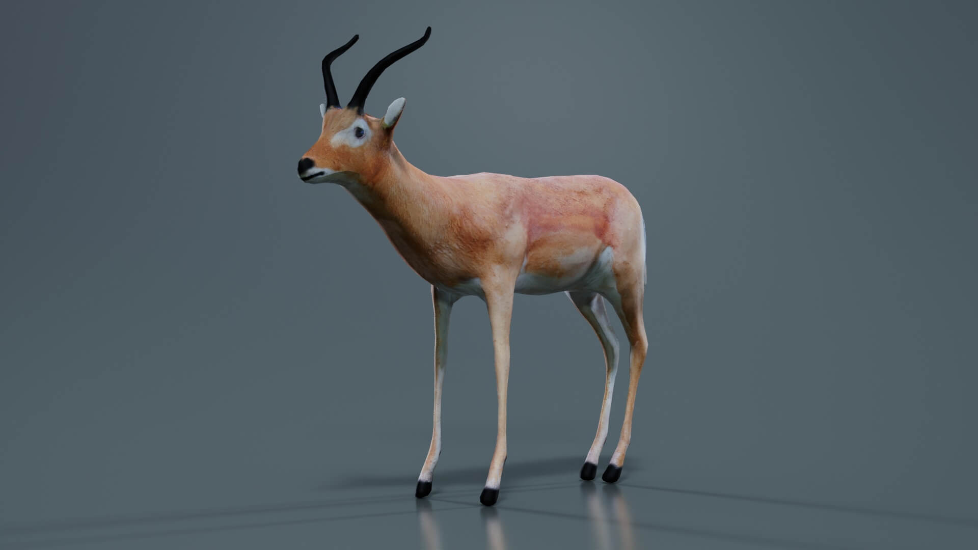 Small Wild Impala - 3D Model by Polygonal Miniatures