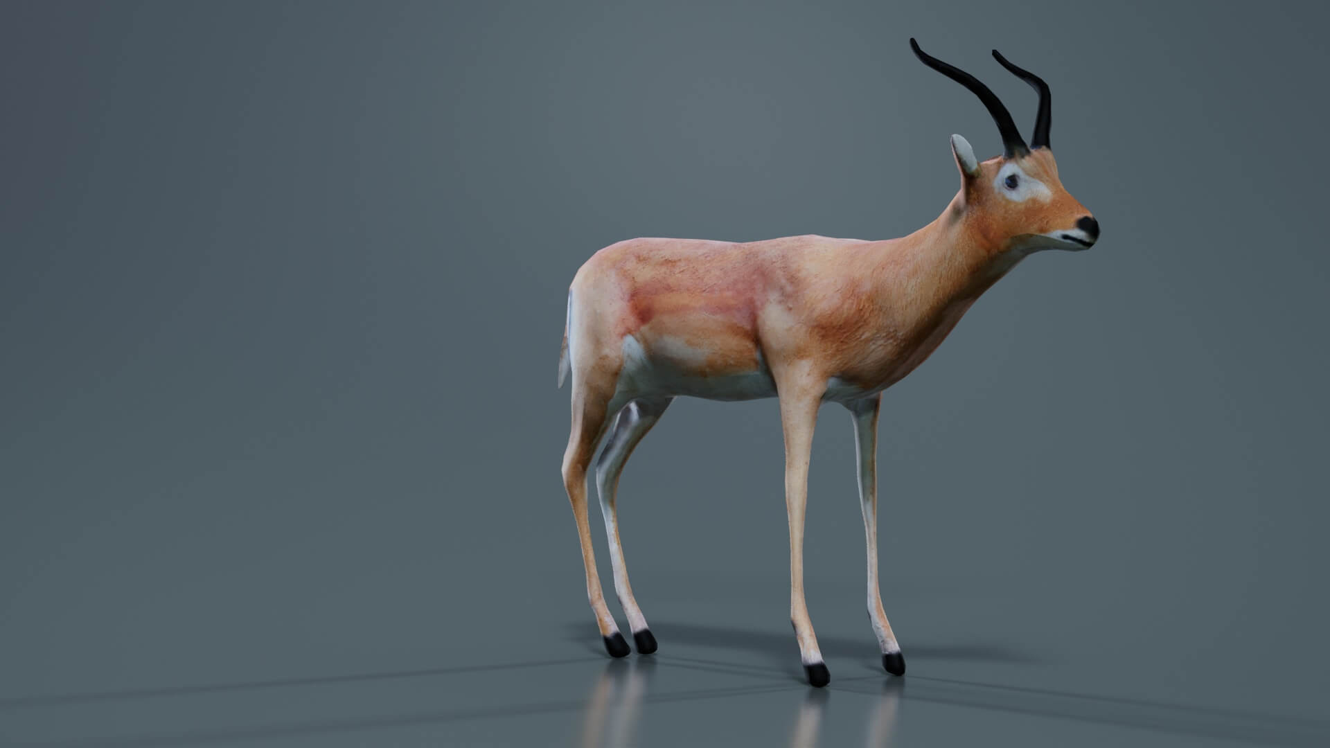 Small Wild Impala - 3D Model by Polygonal Miniatures