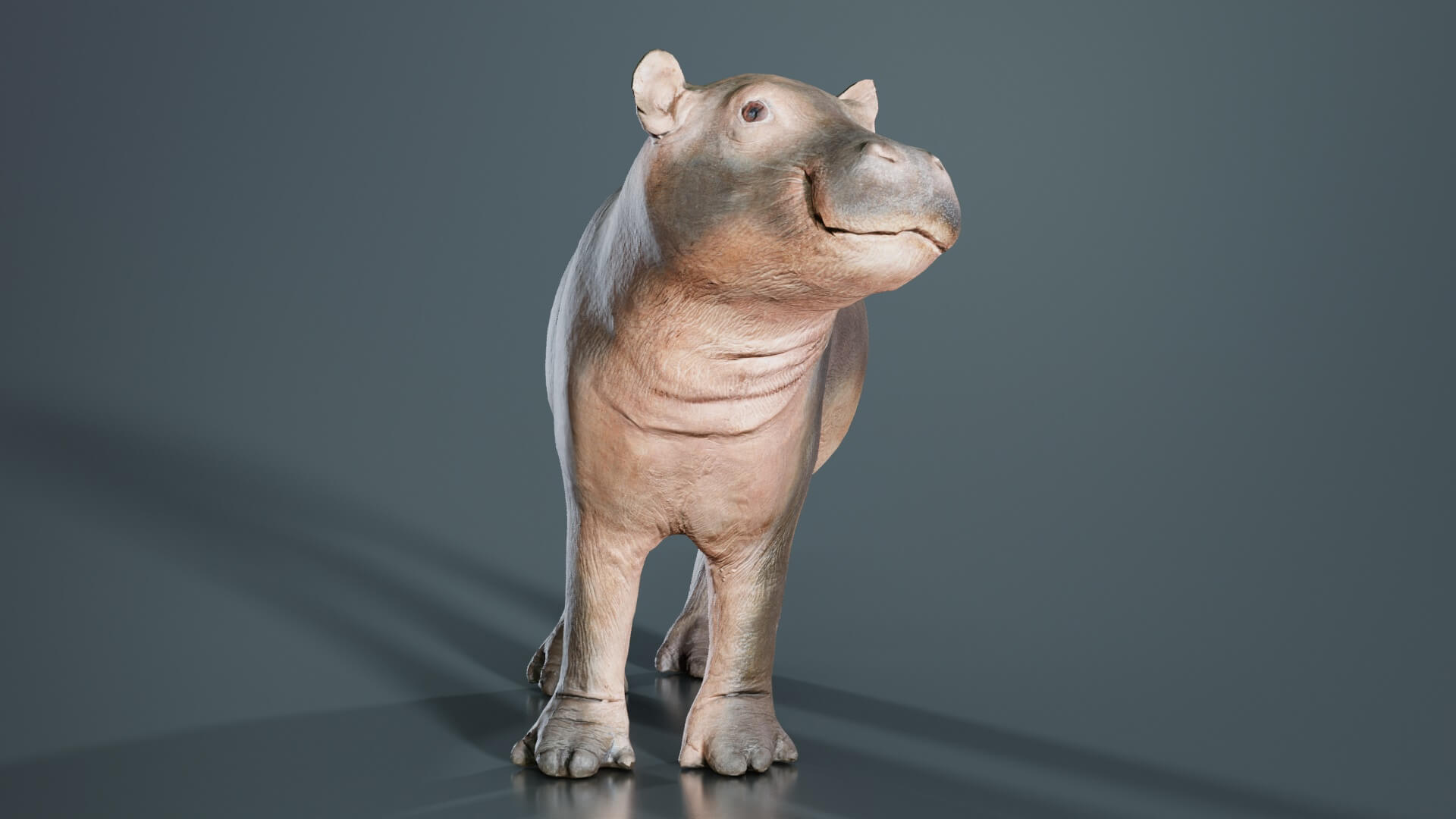 Infant Hippo Hippopotamus Amphibius - 3D Model by Polygonal Miniatures