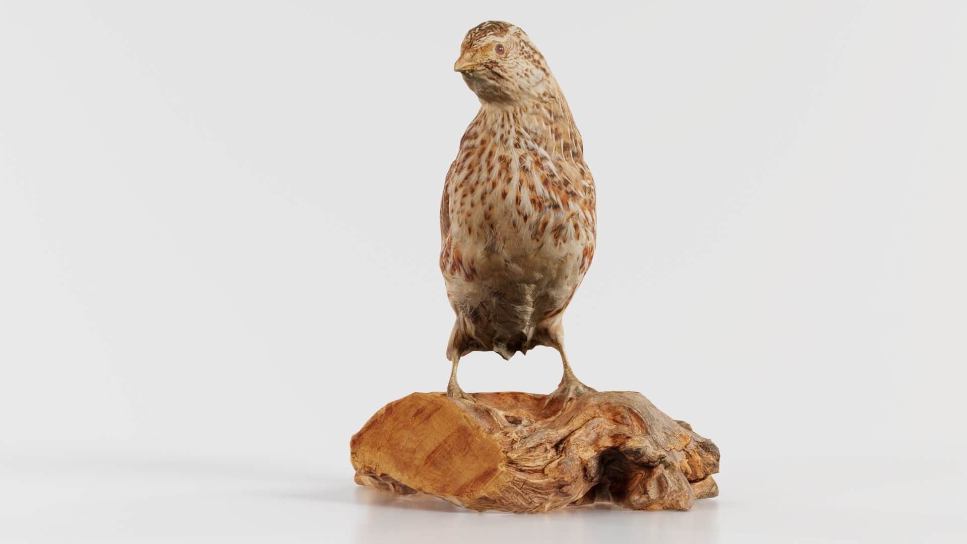 Japanese Quail Coturnix Japonica - 3D Model by Polygonal Miniatures