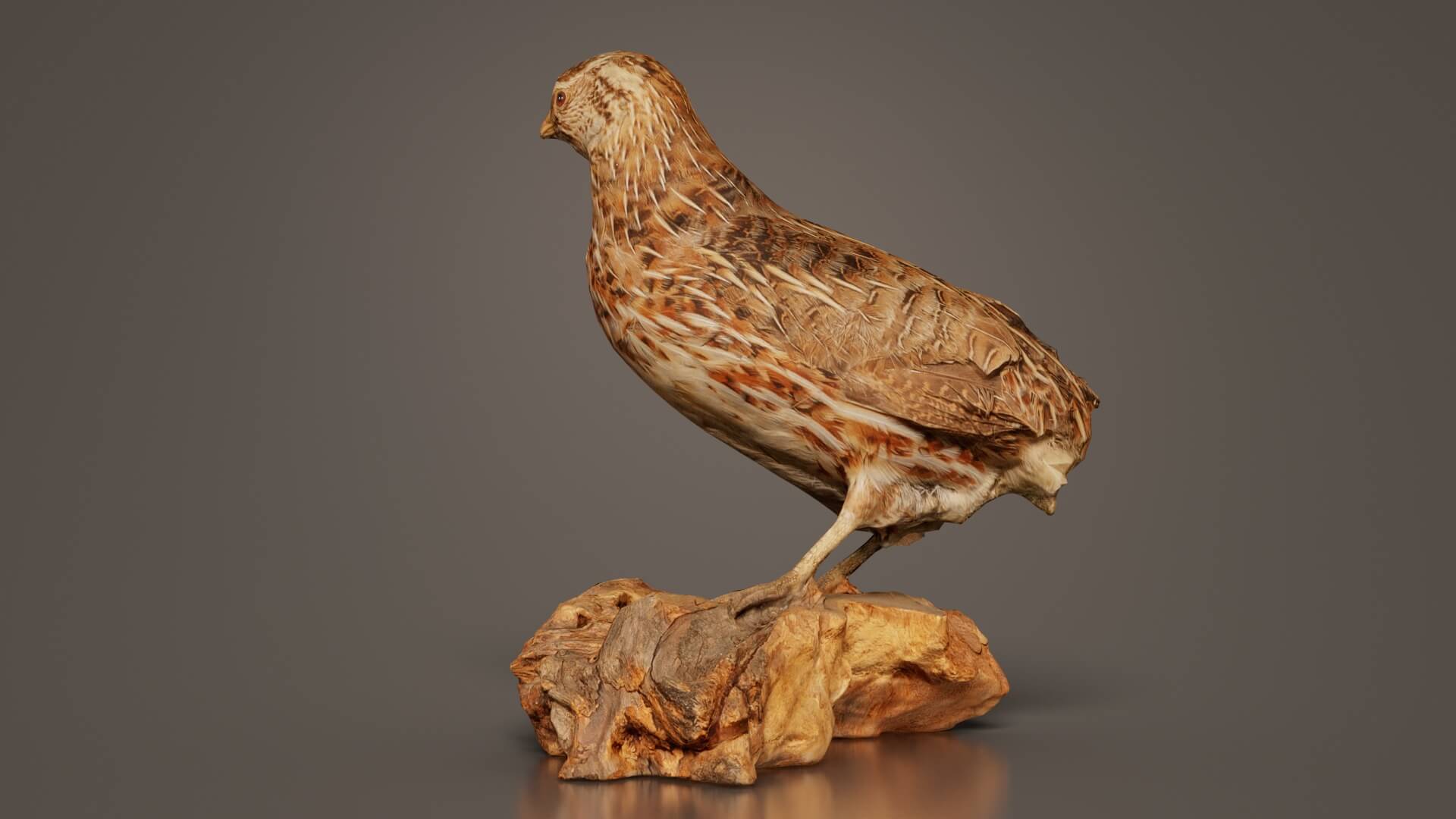 Japanese Quail Coturnix Japonica - 3D Model by Polygonal Miniatures
