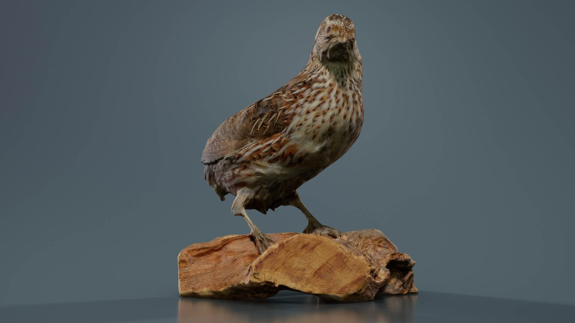 Japanese Quail Coturnix Japonica - 3D Model by Polygonal Miniatures