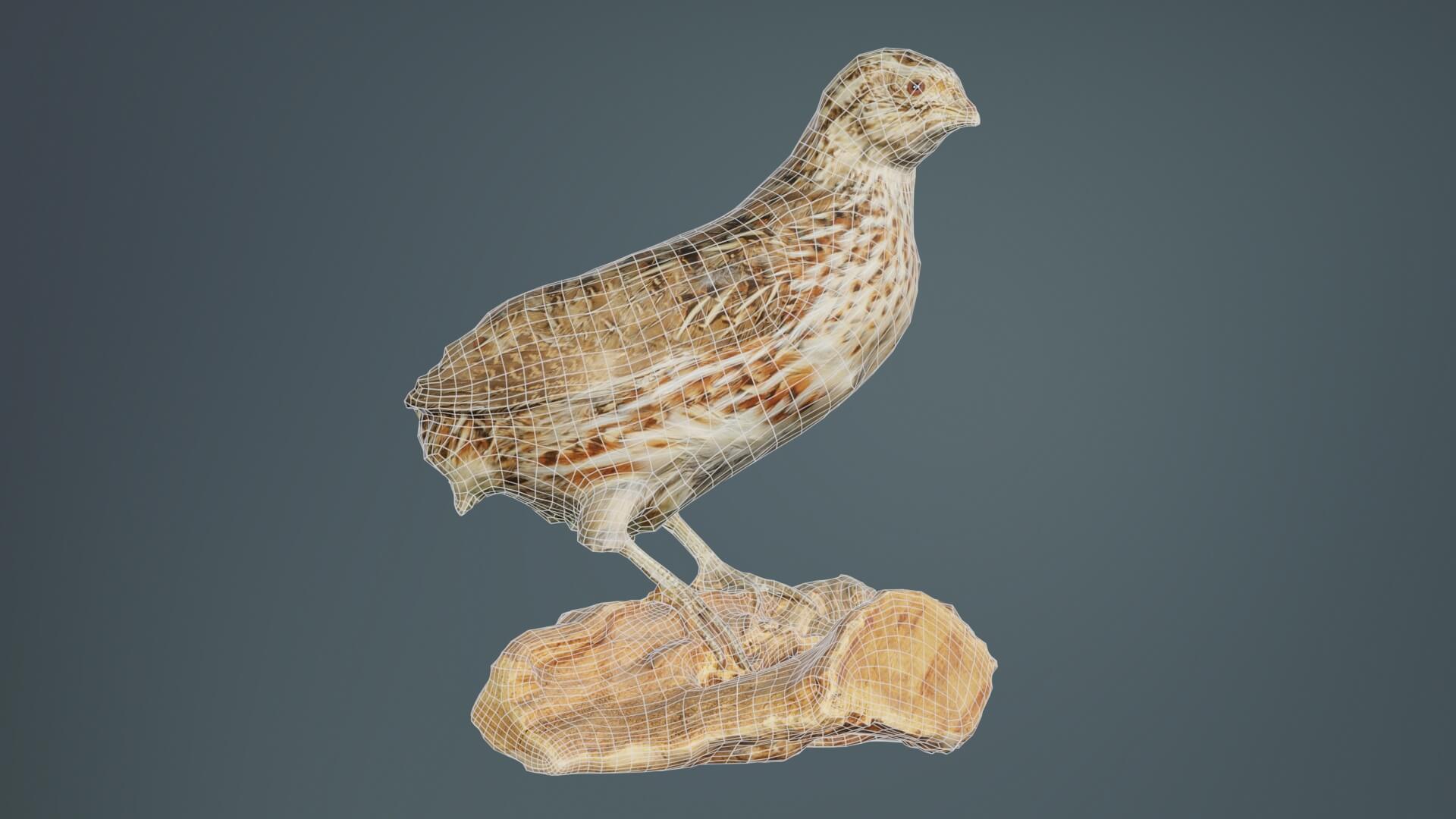 Japanese Quail Coturnix Japonica - 3D Model by Polygonal Miniatures