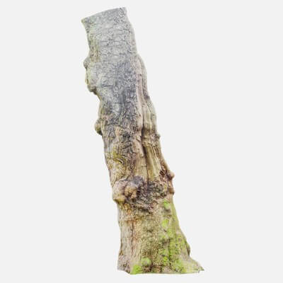 Knot Tree Trunk - 3D Model by Polygonal Miniatures