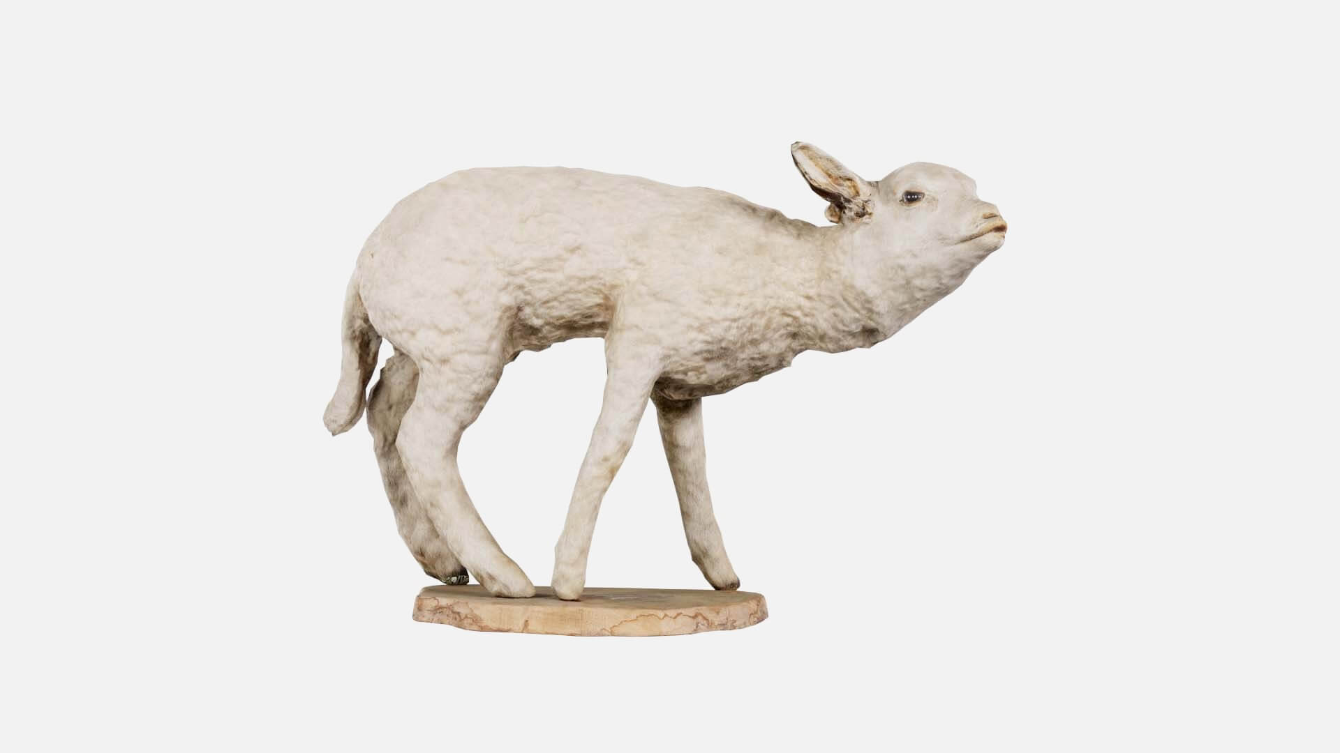 Baby Lamb Mutton - 3D Model by Polygonal Miniatures