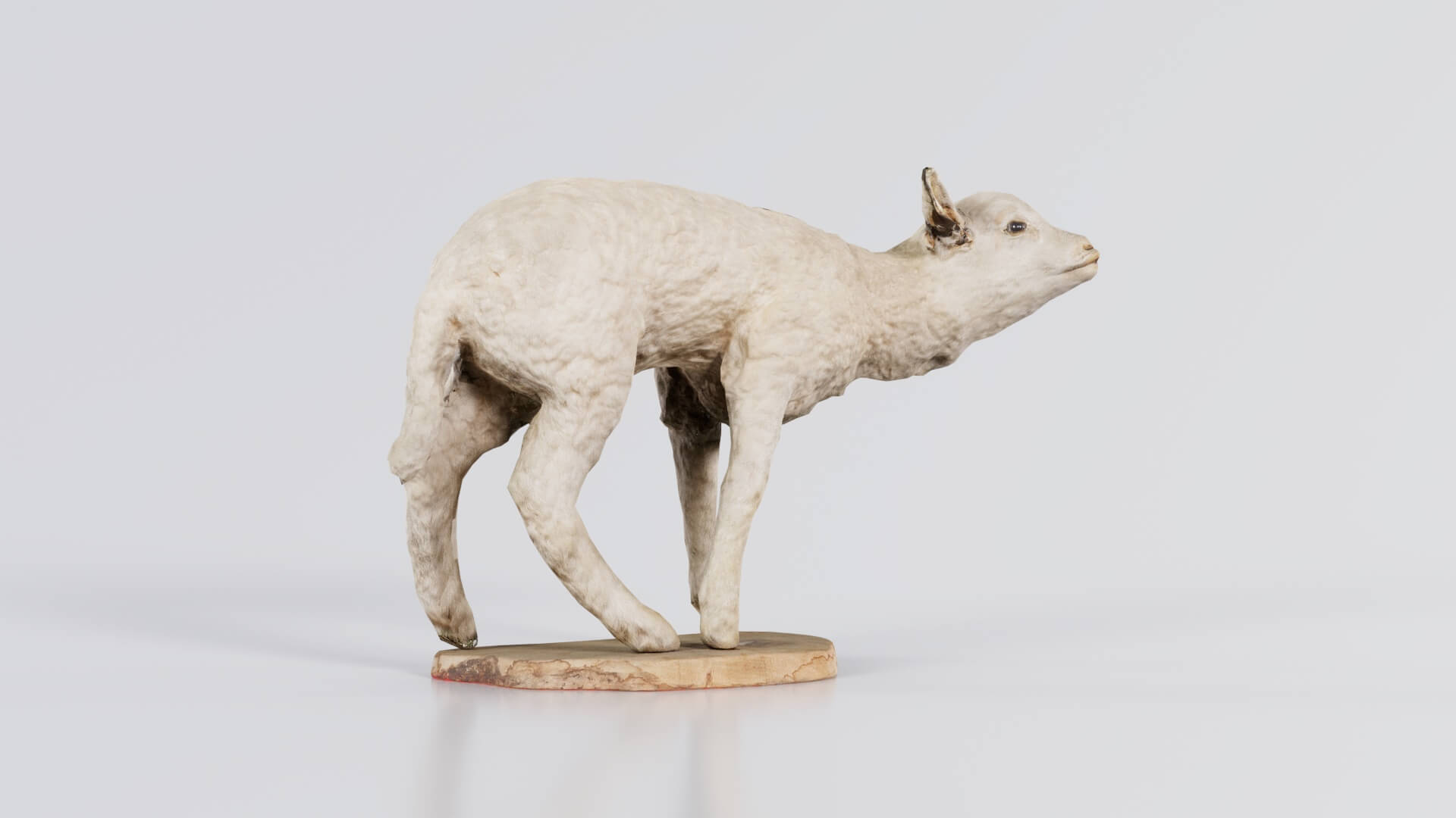 Baby Lamb Mutton - 3D Model by Polygonal Miniatures