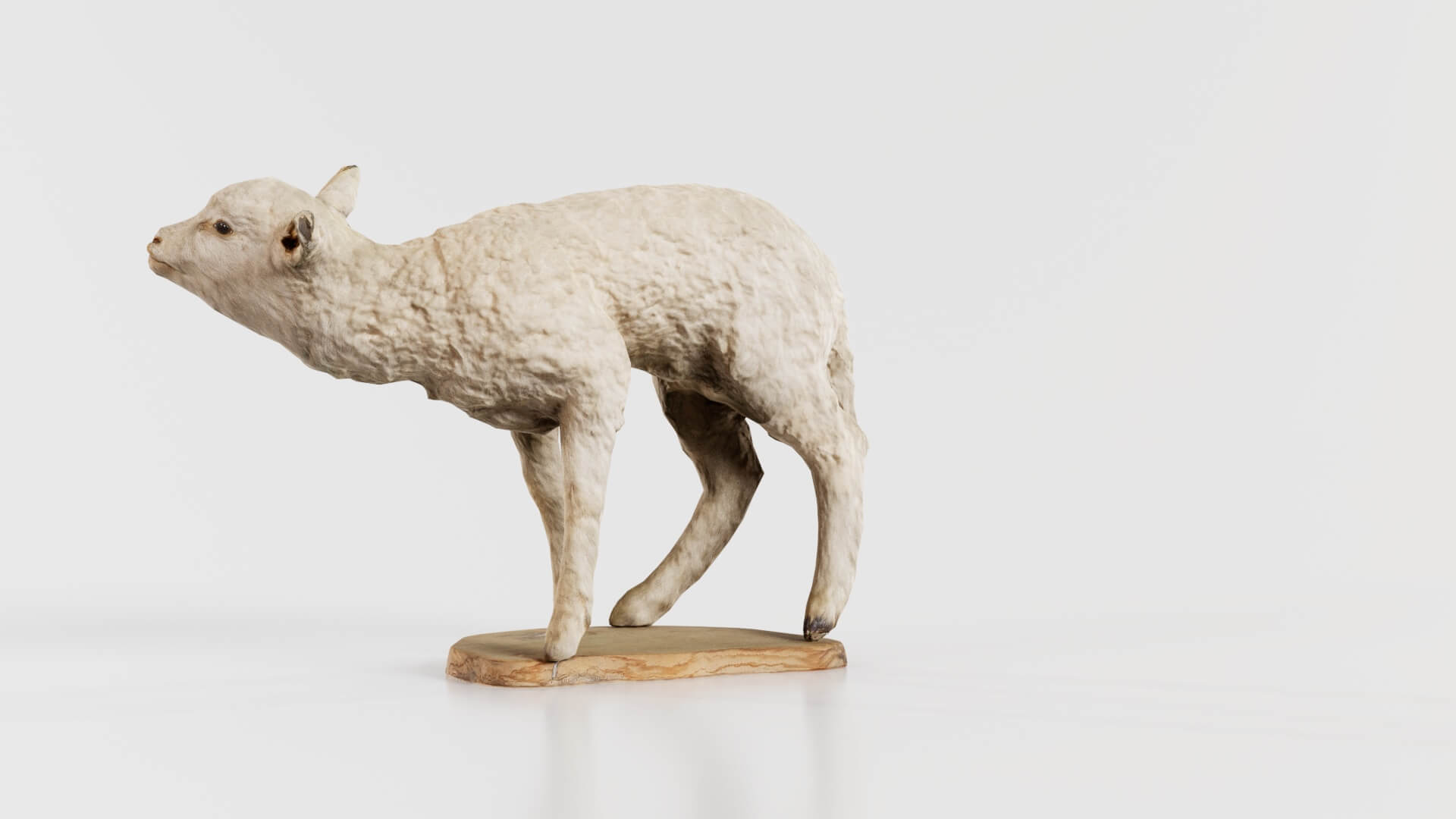 Baby Lamb Mutton - 3D Model by Polygonal Miniatures