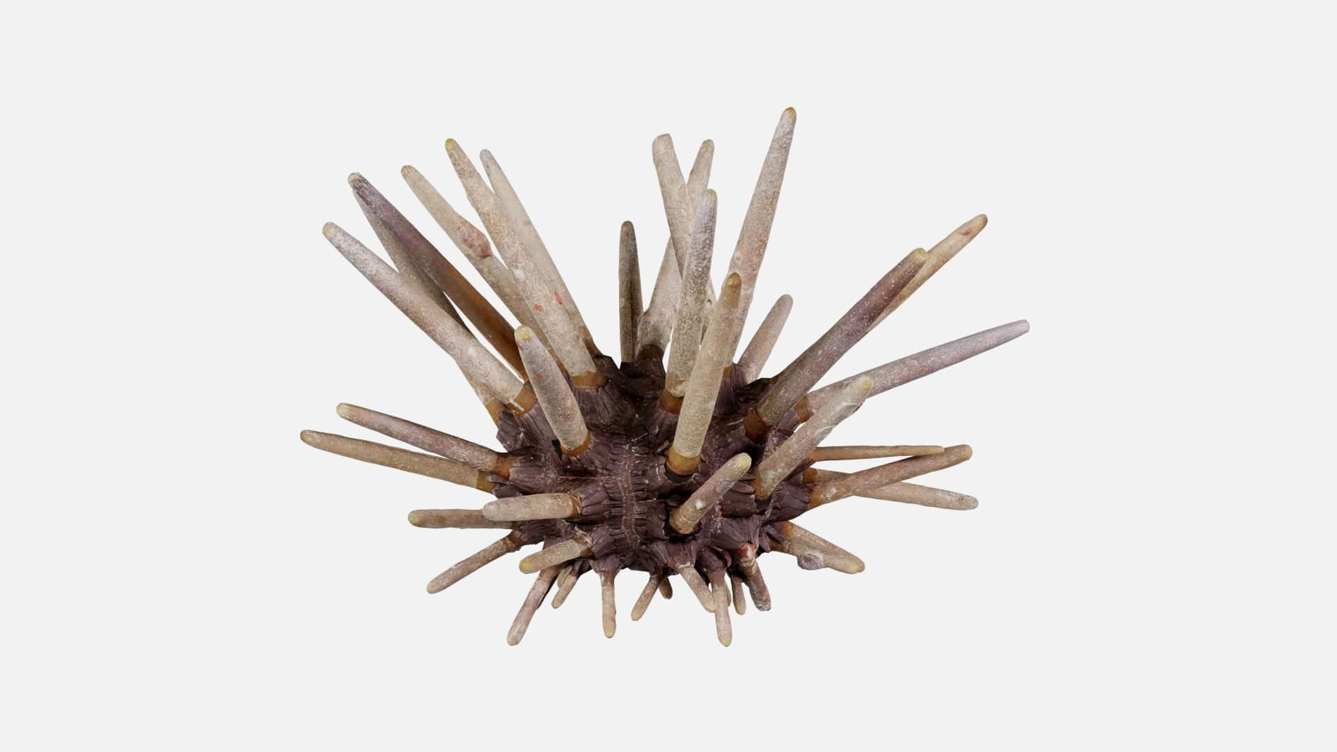 Lance Urchin Phyllacanthus Imperialis - 3D Model by Polygonal Miniatures