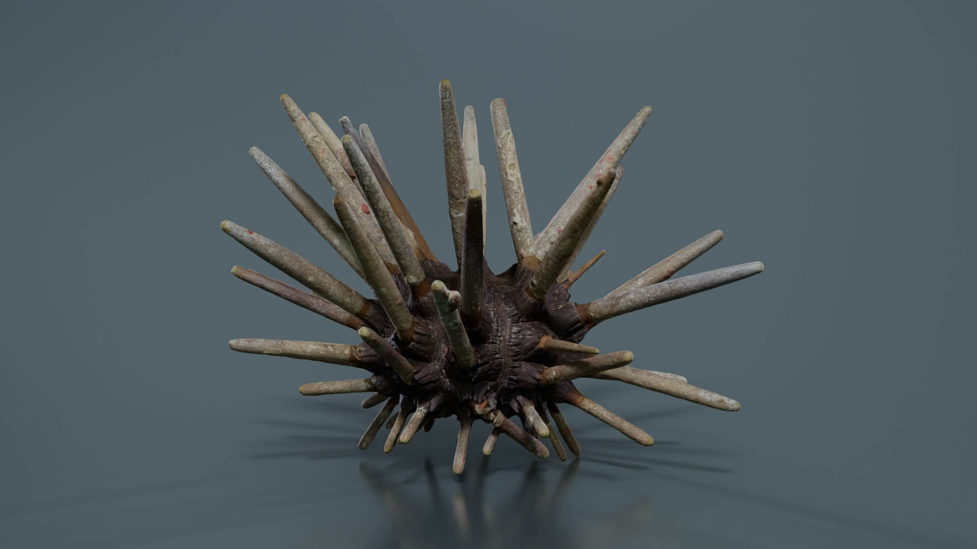 Lance Urchin Phyllacanthus Imperialis - 3D Model by Polygonal Miniatures