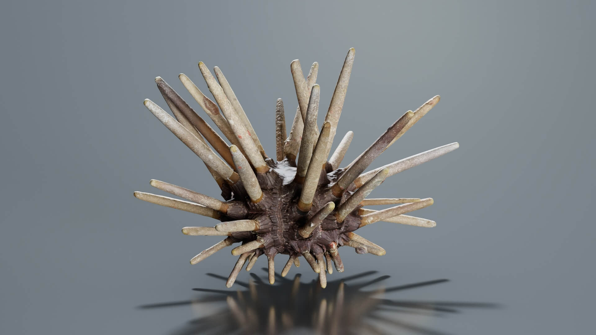 Lance Urchin Phyllacanthus Imperialis - 3D Model by Polygonal Miniatures