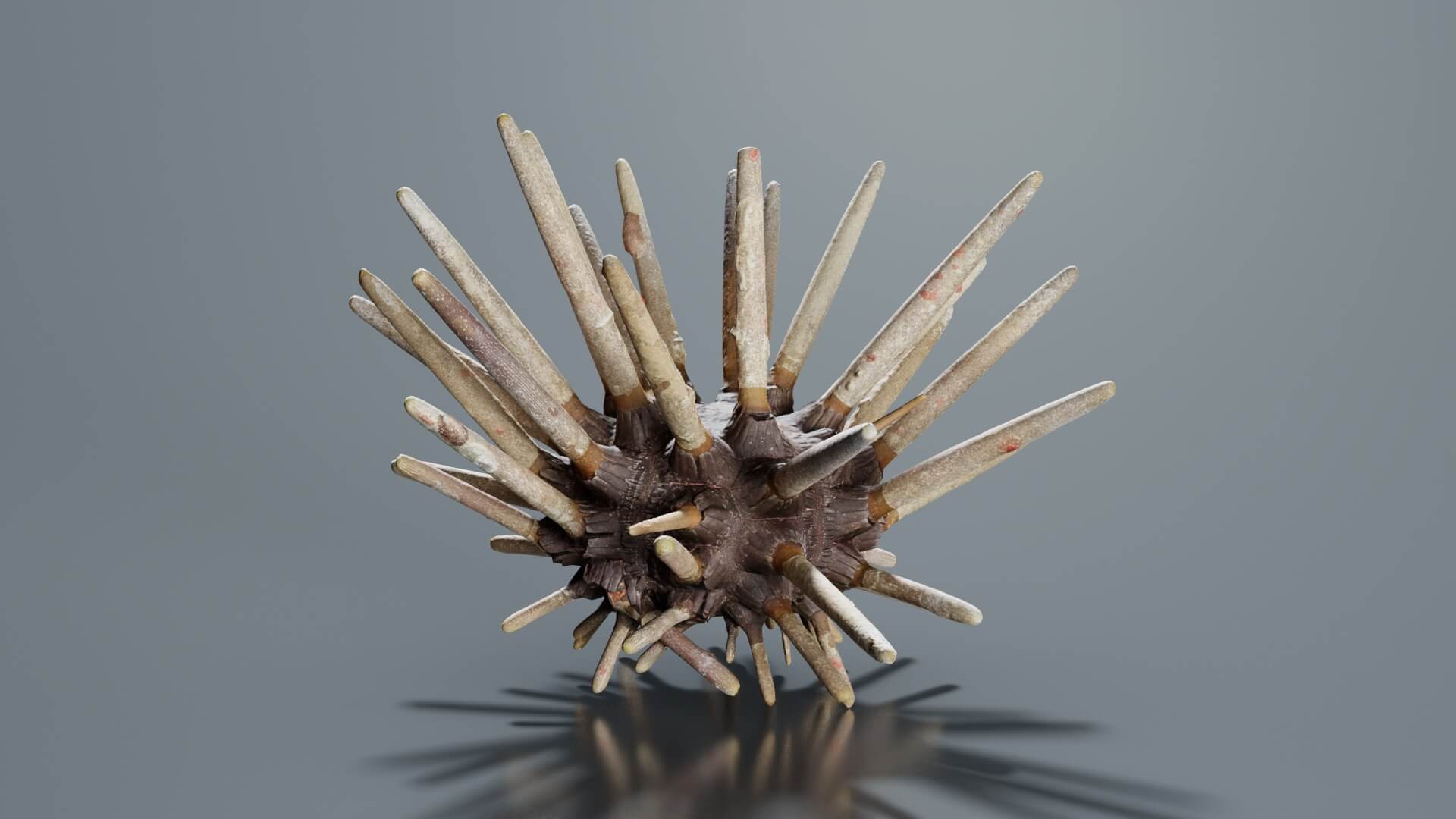 Lance Urchin Phyllacanthus Imperialis - 3D Model by Polygonal Miniatures