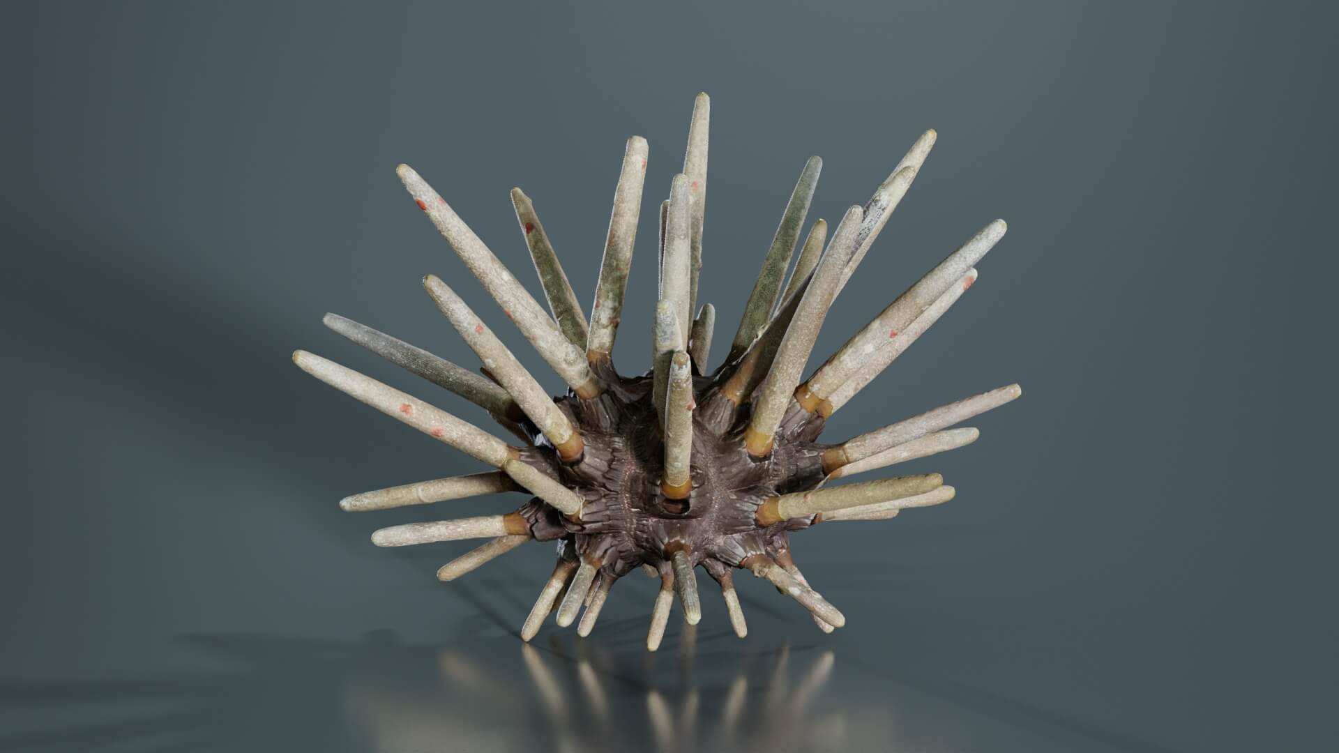 Lance Urchin Phyllacanthus Imperialis - 3D Model by Polygonal Miniatures