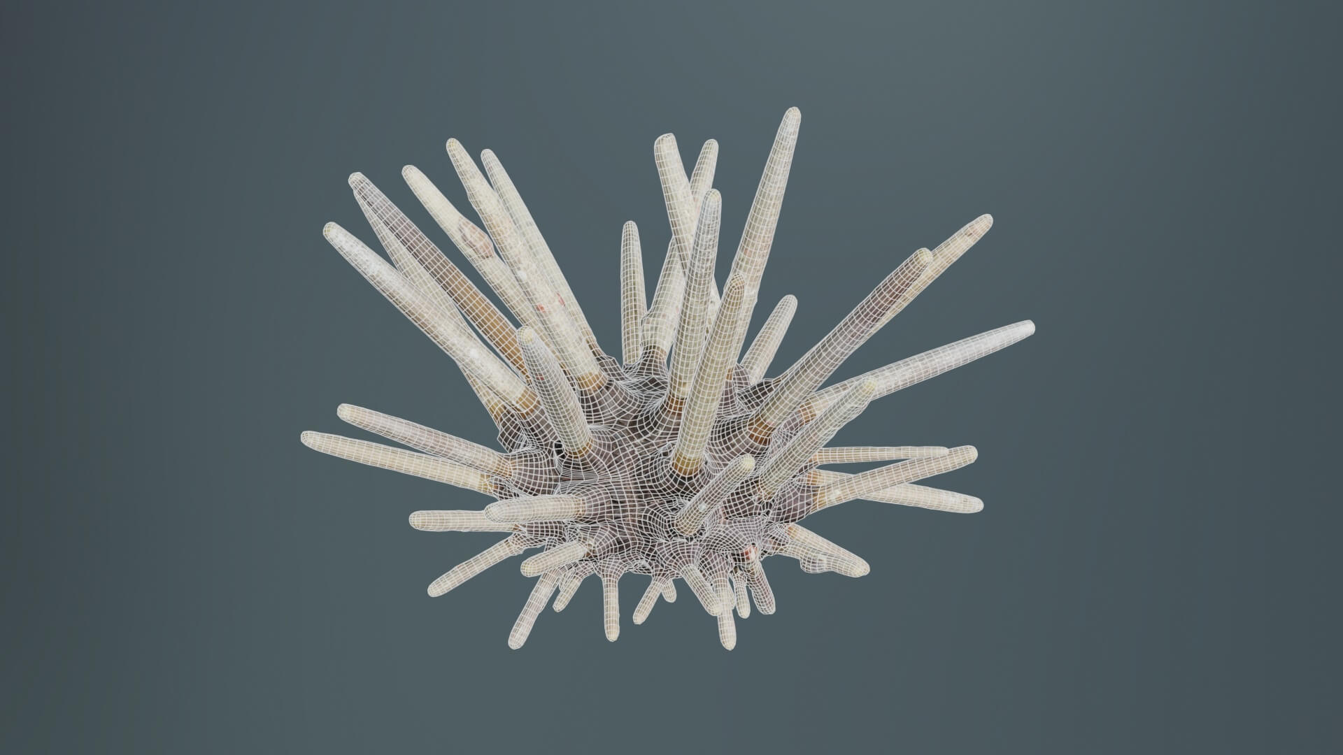 Lance Urchin Phyllacanthus Imperialis - 3D Model by Polygonal Miniatures
