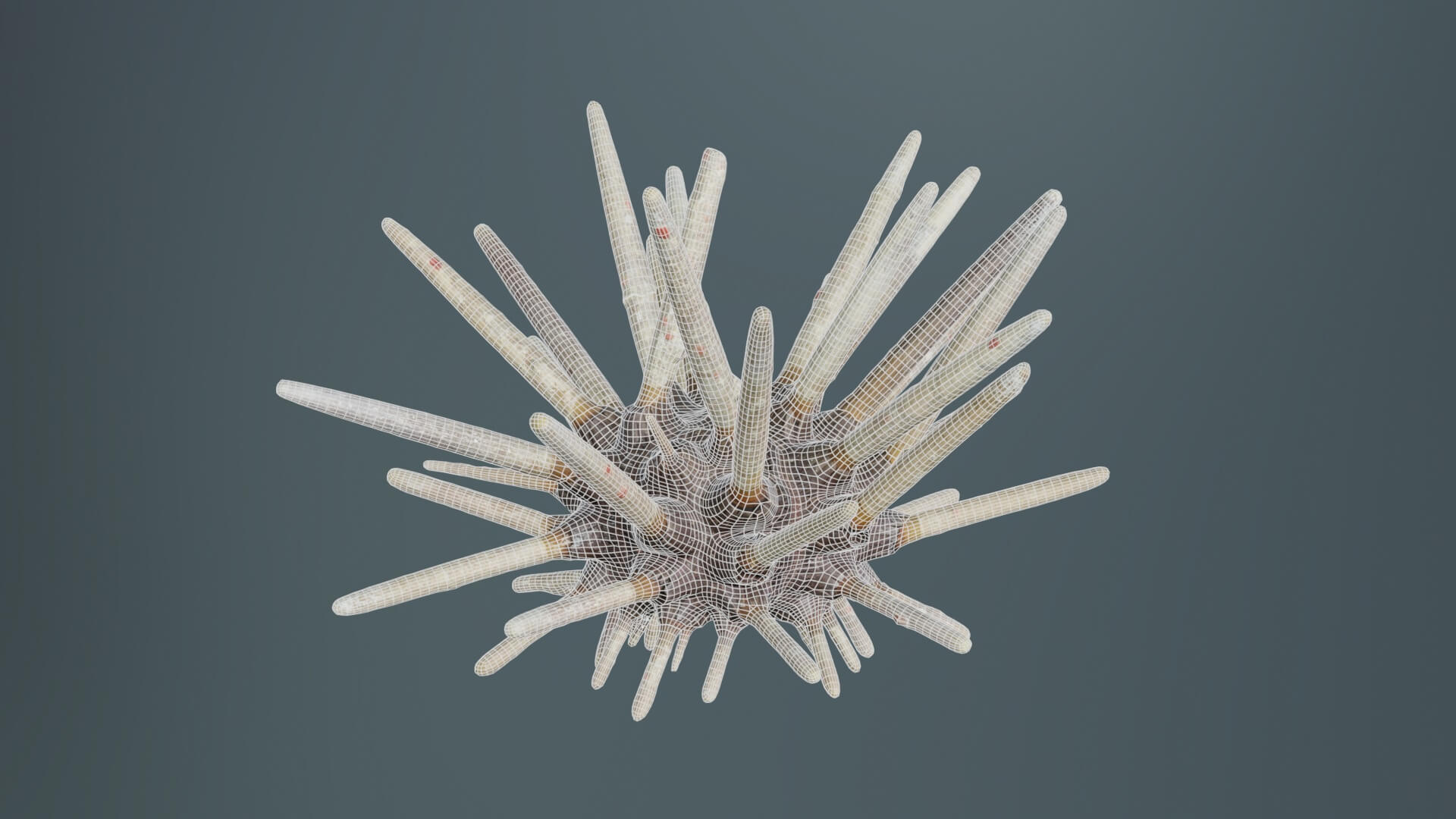 Lance Urchin Phyllacanthus Imperialis - 3D Model by Polygonal Miniatures