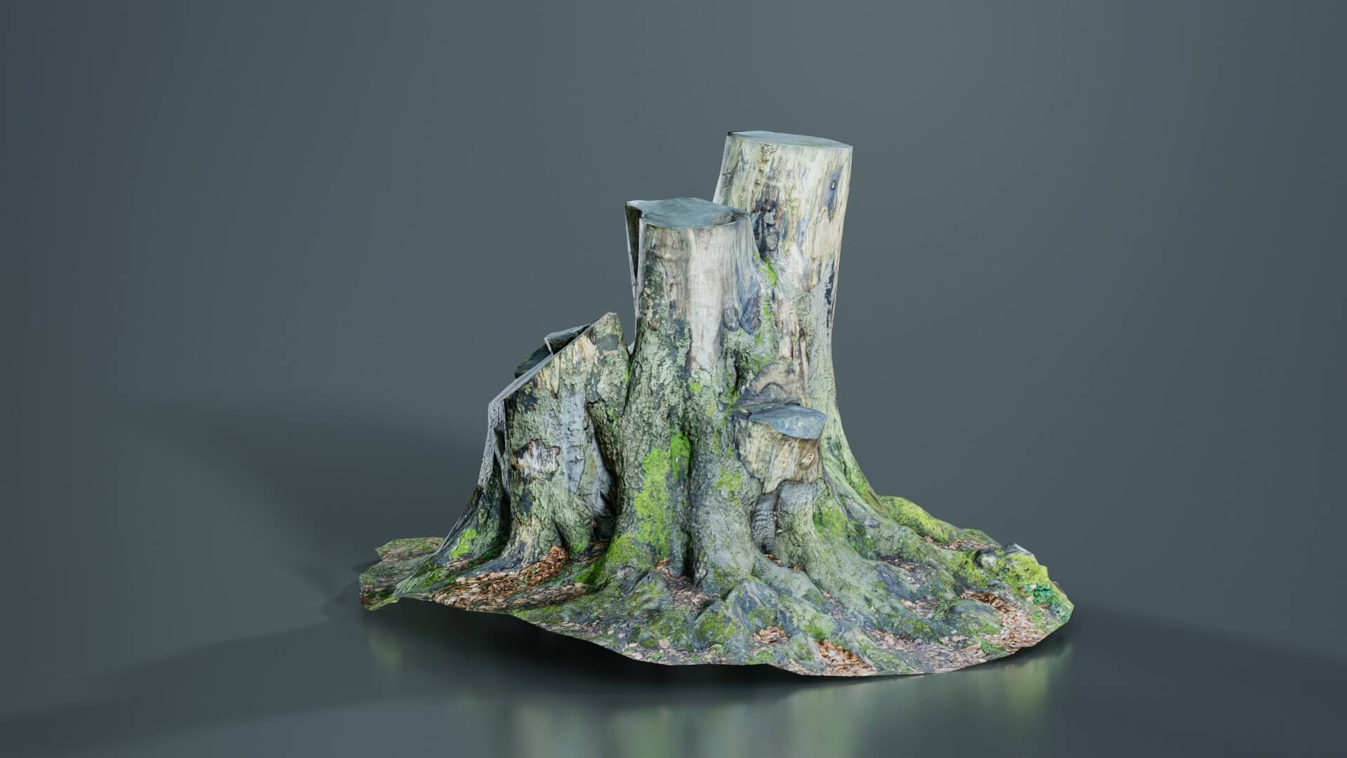Large Triple Sawed Off Tree Stumps - 3D Model by Polygonal Miniatures