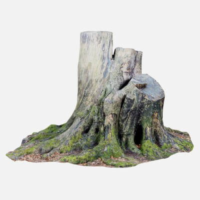 Large Triple Sawed Off Tree Stumps - 3D Model by Polygonal Miniatures