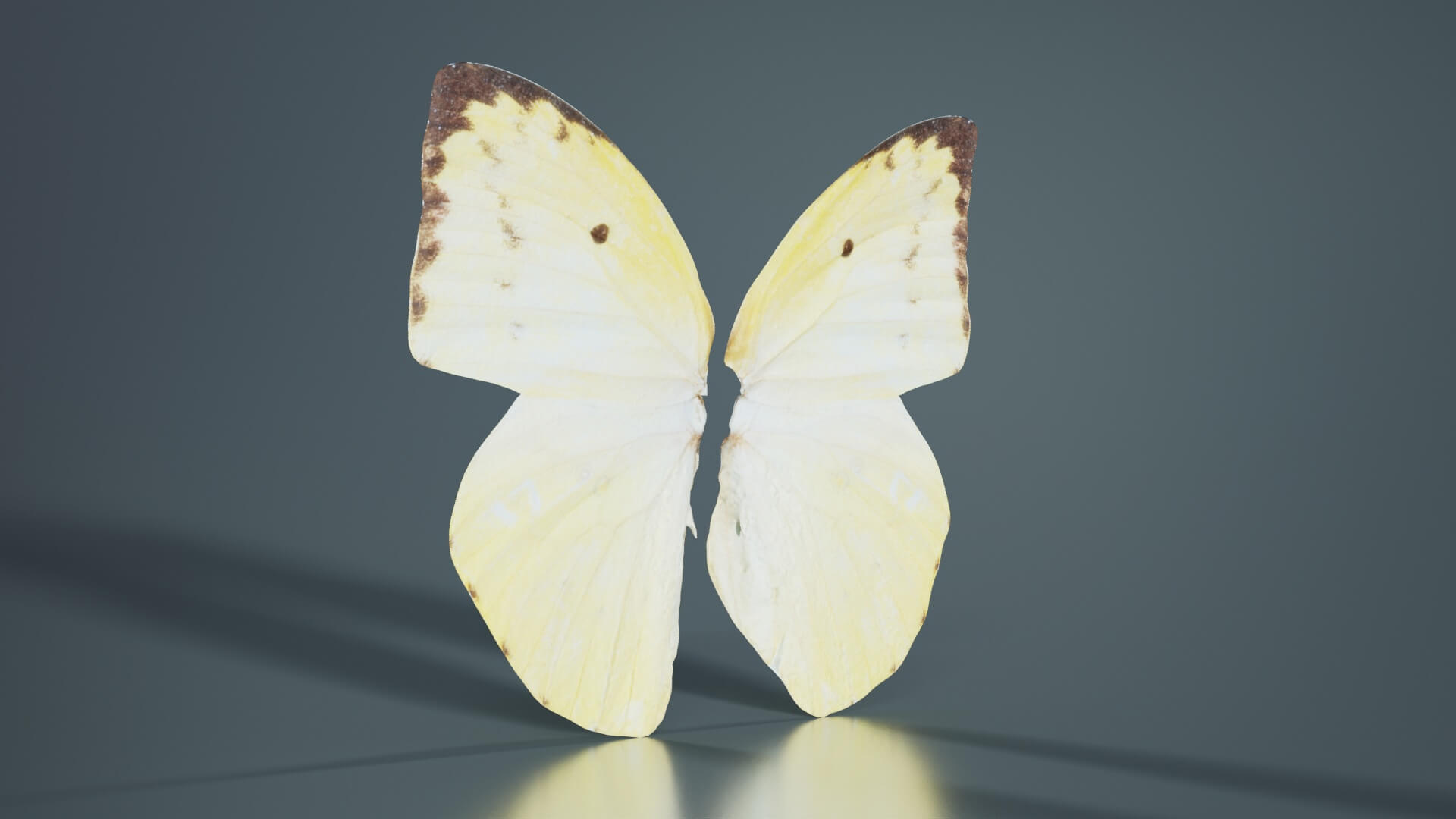 Lemon Emigrant - 3D Model by Polygonal Miniatures