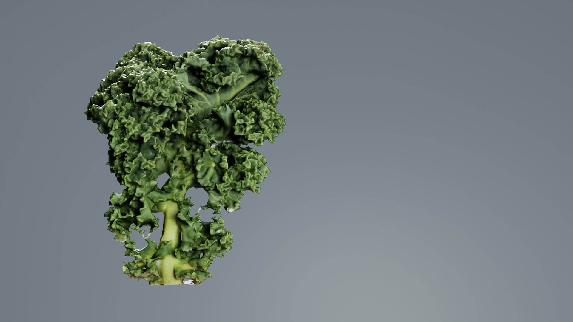 Lettuce 2 - 3D Model by Polygonal Miniatures