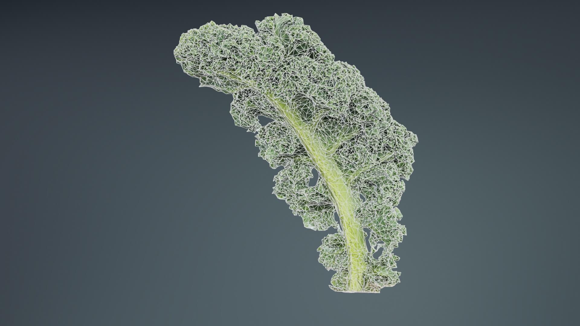 Lettuce 2 - 3D Model by Polygonal Miniatures