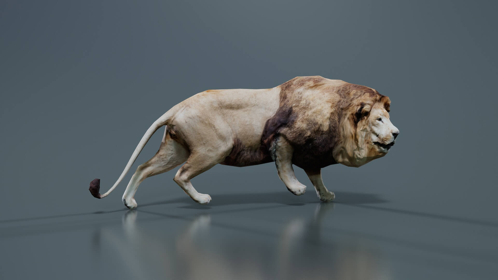 Large Male Lion - 3D Model by Polygonal Miniatures