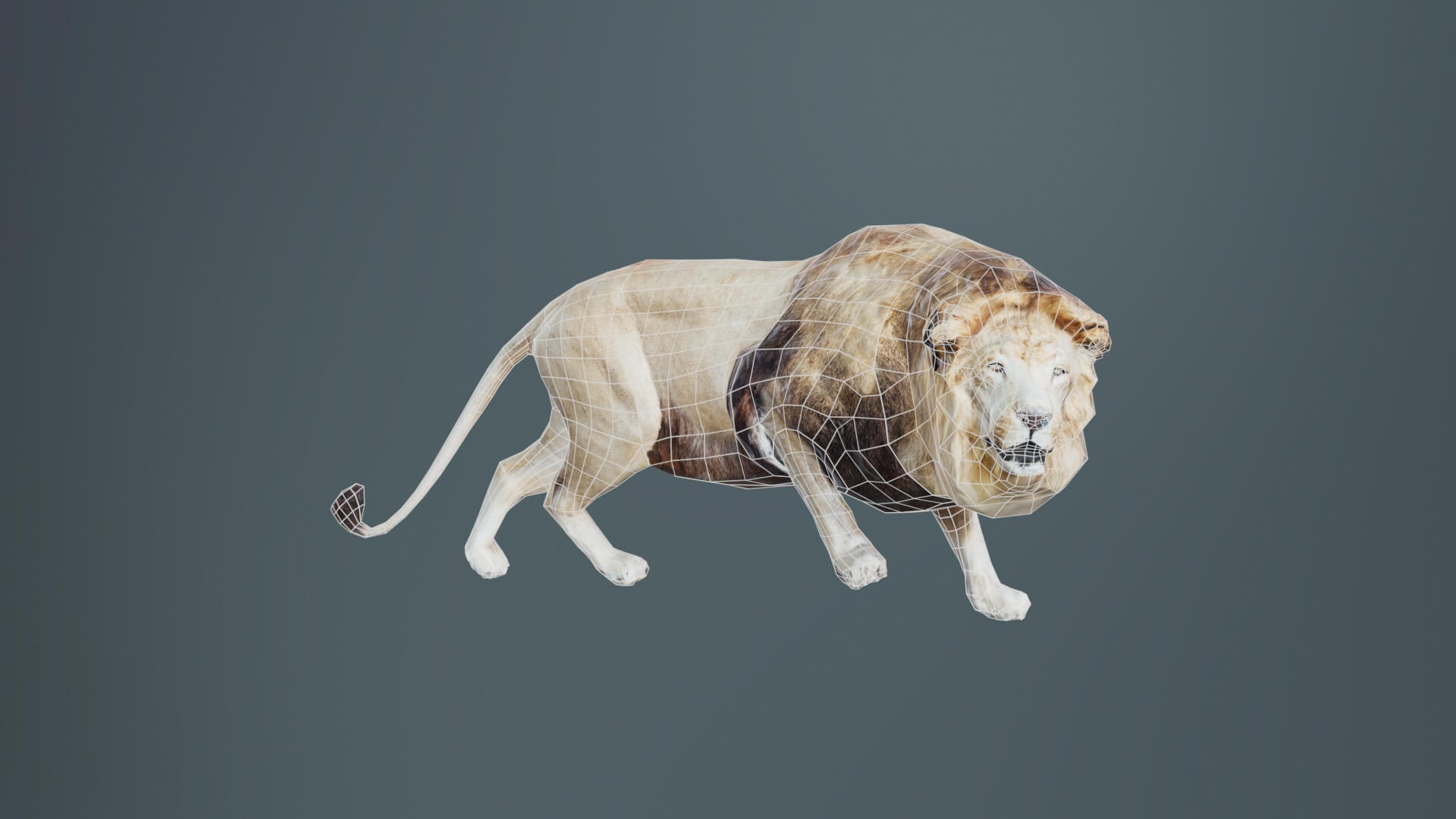 Large Male Lion - 3D Model by Polygonal Miniatures