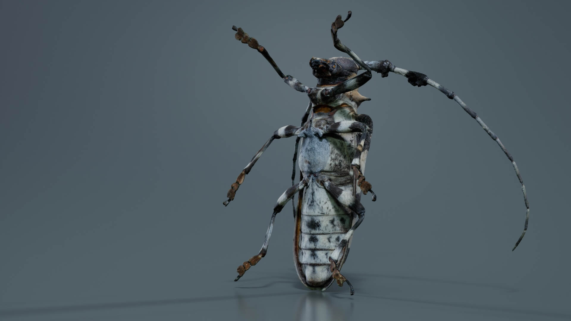 Longhorn Beetle Cerambycidae - 3D Model by Polygonal Miniatures