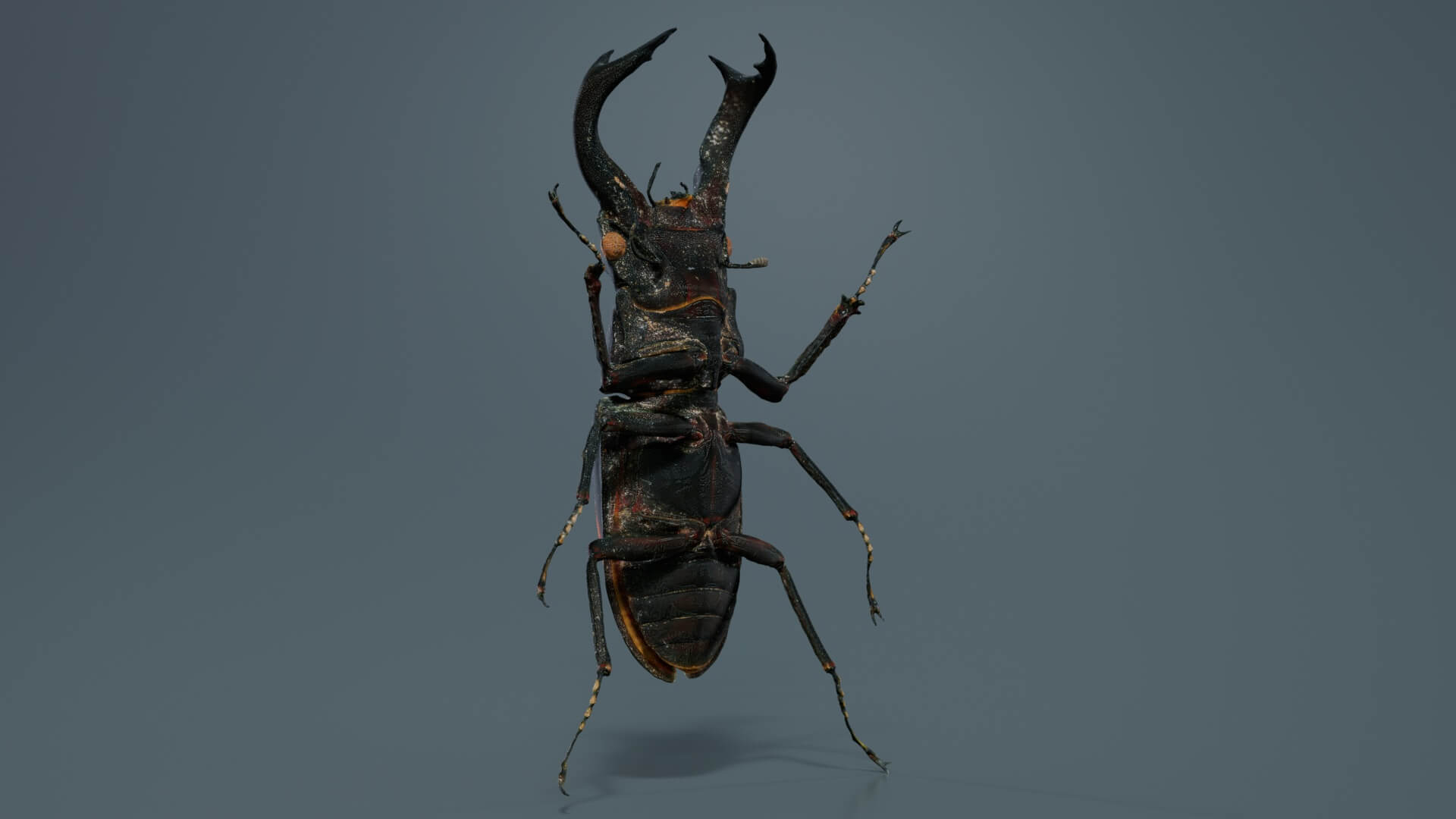 Lucanus Cervus Stag Beetle - 3D Model by Polygonal Miniatures