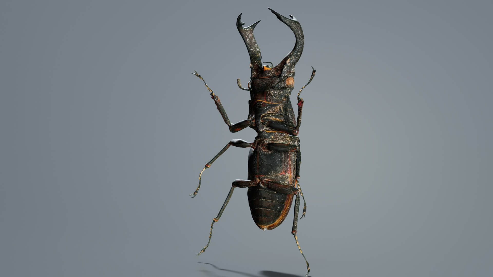 Lucanus Cervus Stag Beetle - 3D Model by Polygonal Miniatures