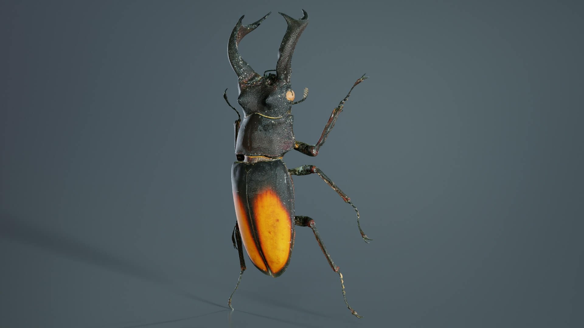 Lucanus Cervus Stag Beetle - 3D Model by Polygonal Miniatures
