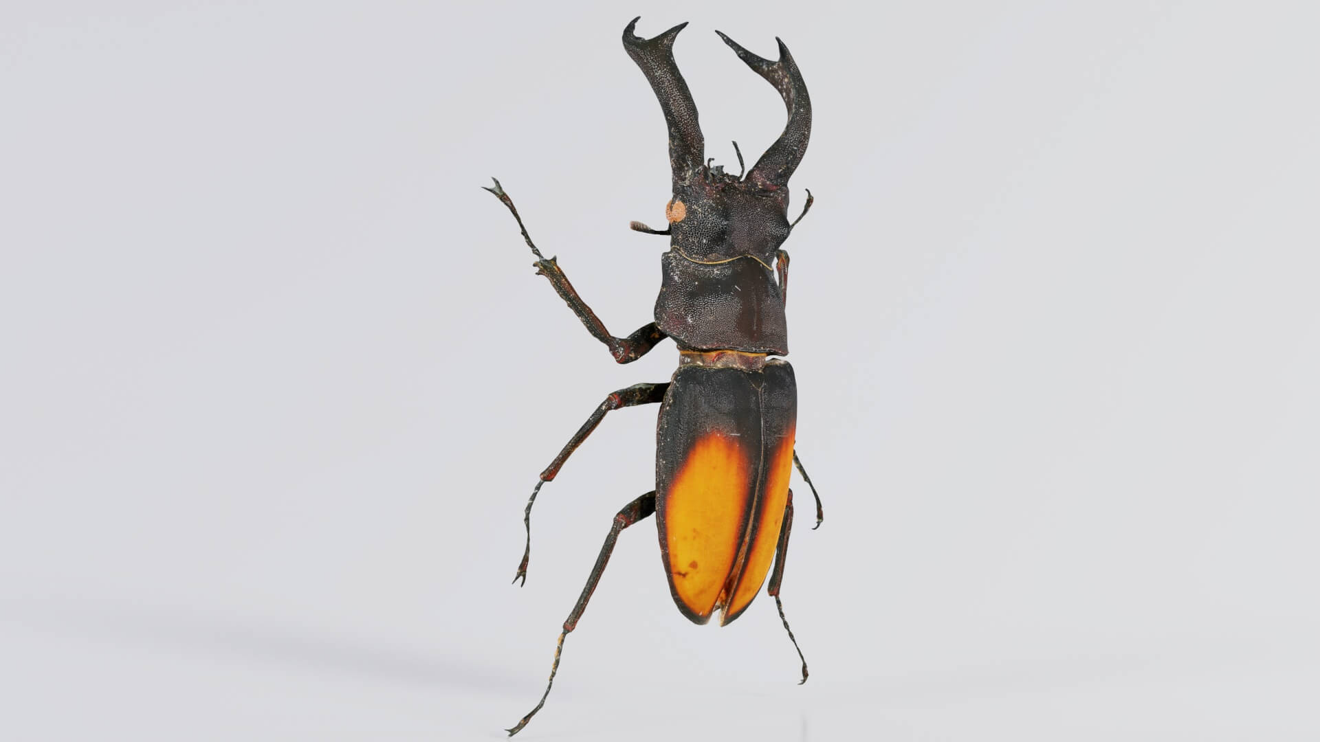 Lucanus Cervus Stag Beetle - 3D Model by Polygonal Miniatures