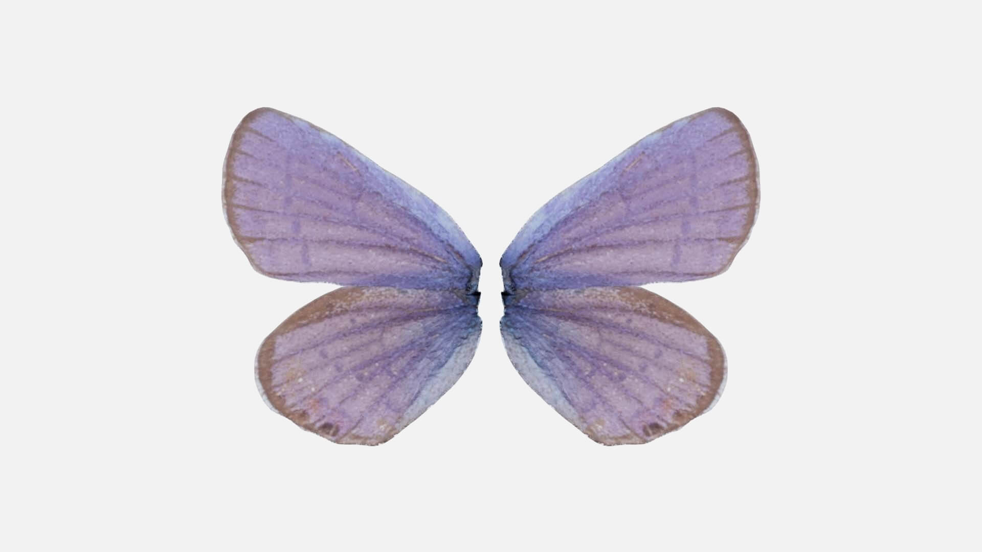 Mazarine Blue Polyommatus Icarus - 3D Model by Polygonal Miniatures