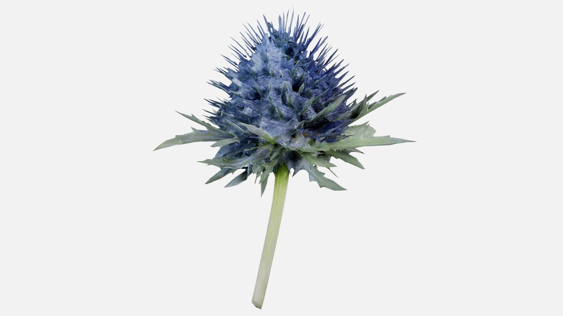 Milk Marian Mary Blessed Thistle Silybum Marianum - 3D Model by ...