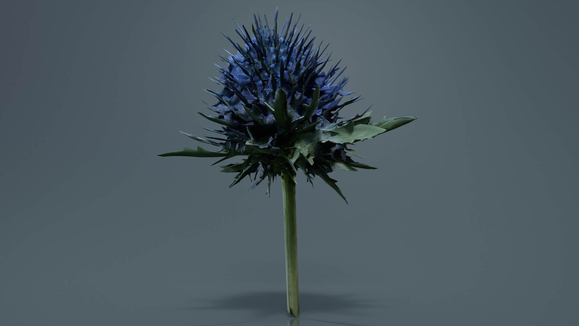 Milk Marian Mary Blessed Thistle Silybum Marianum - 3D Model by ...