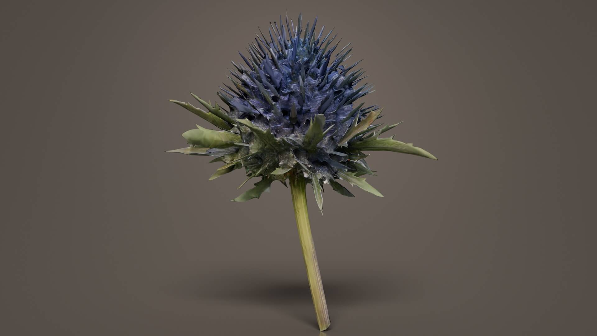 Milk Marian Mary Blessed Thistle Silybum Marianum - 3D Model by ...