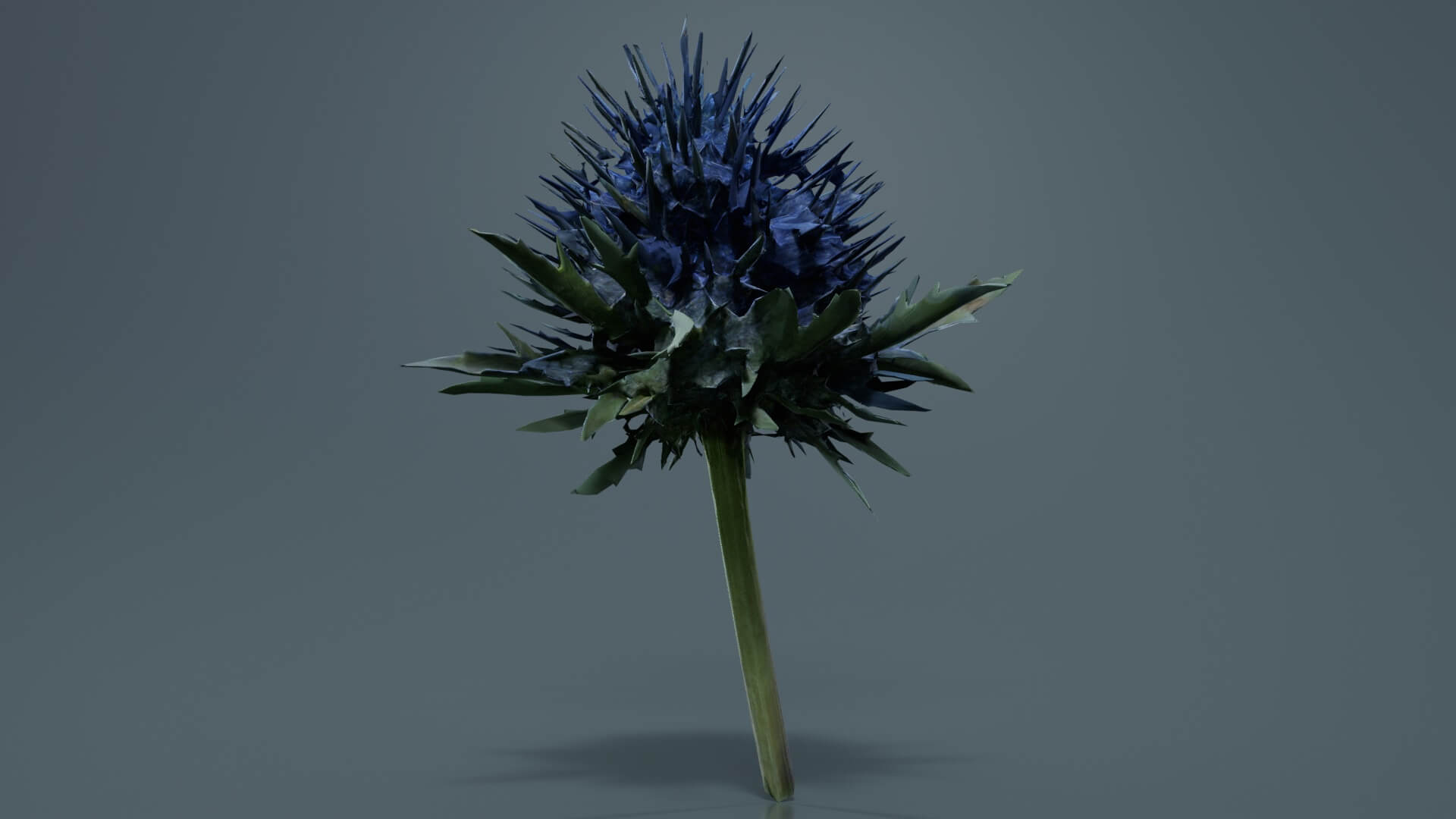 Milk Marian Mary Blessed Thistle Silybum Marianum - 3D Model by ...