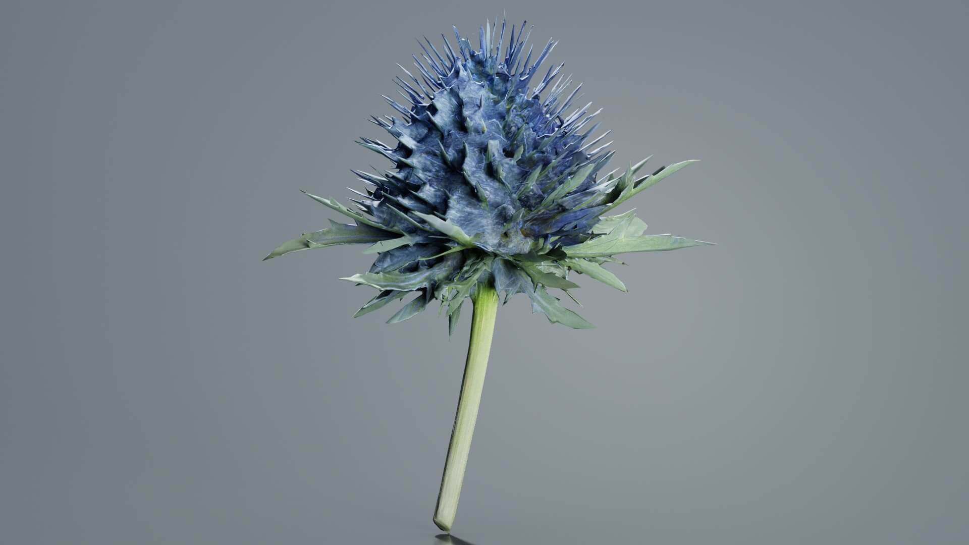 Milk Marian Mary Blessed Thistle Silybum Marianum - 3D Model by ...