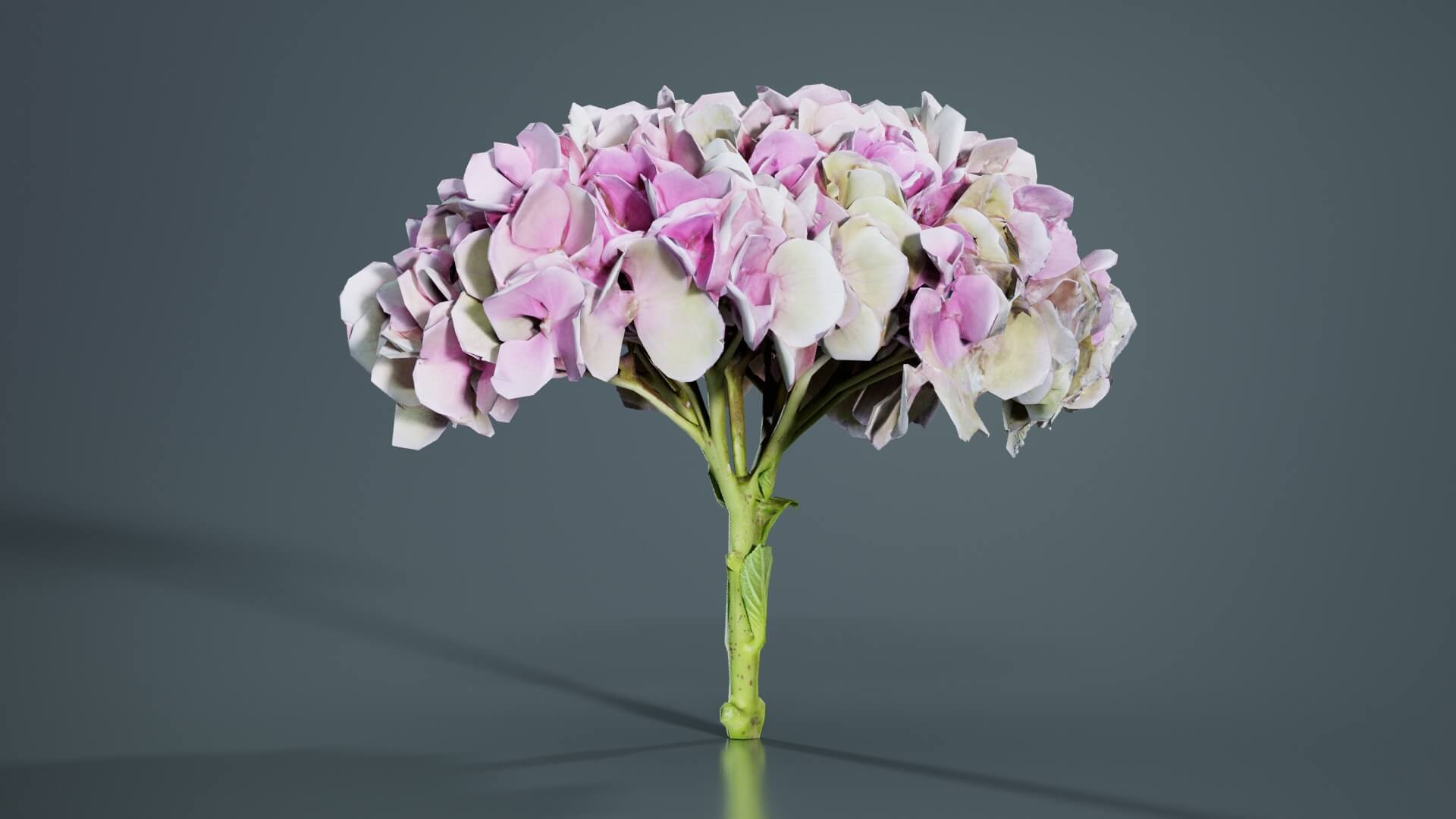 Mpohead Hydrangea - 3D Model by Polygonal Miniatures