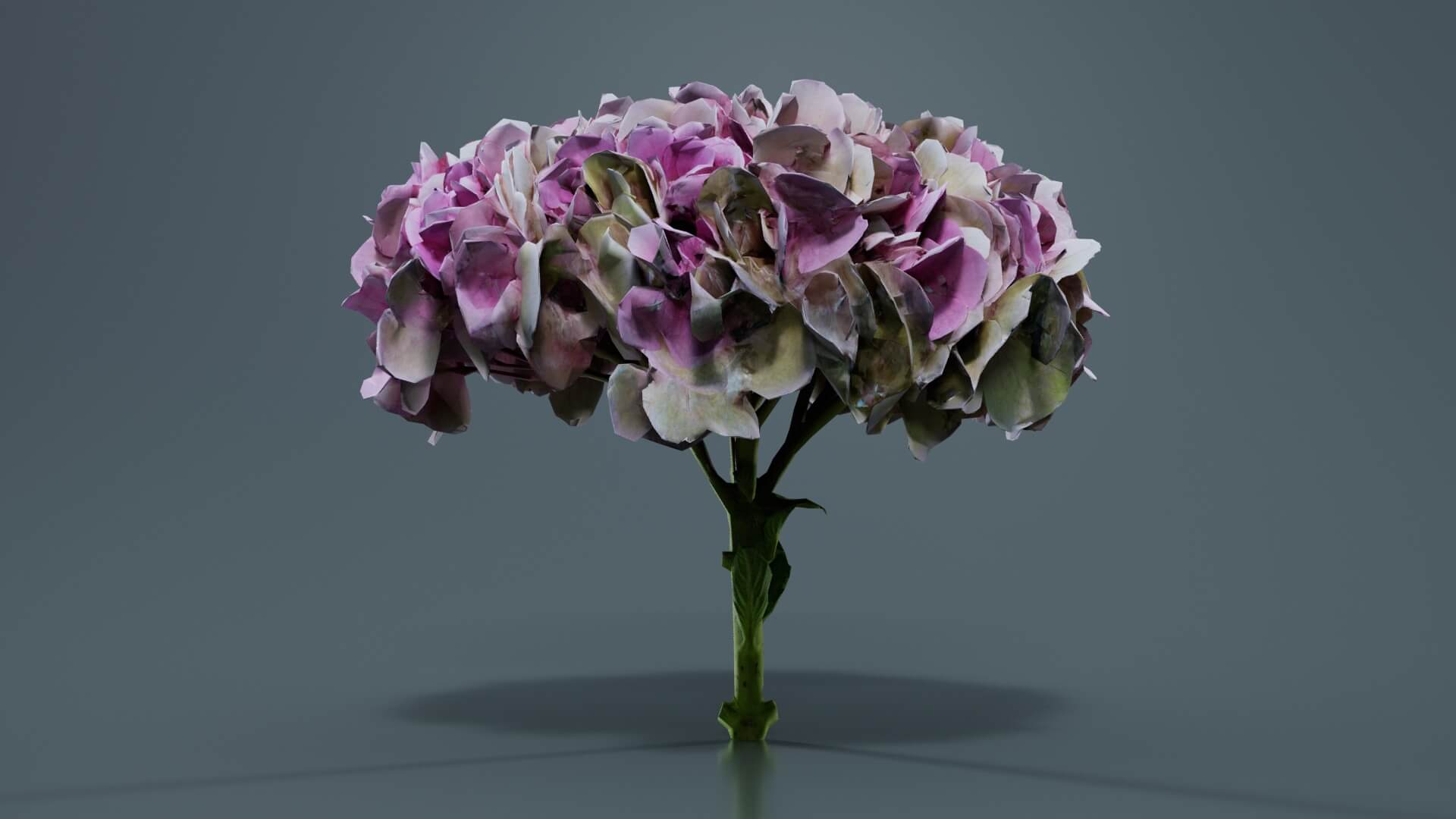 Mpohead Hydrangea - 3D Model by Polygonal Miniatures