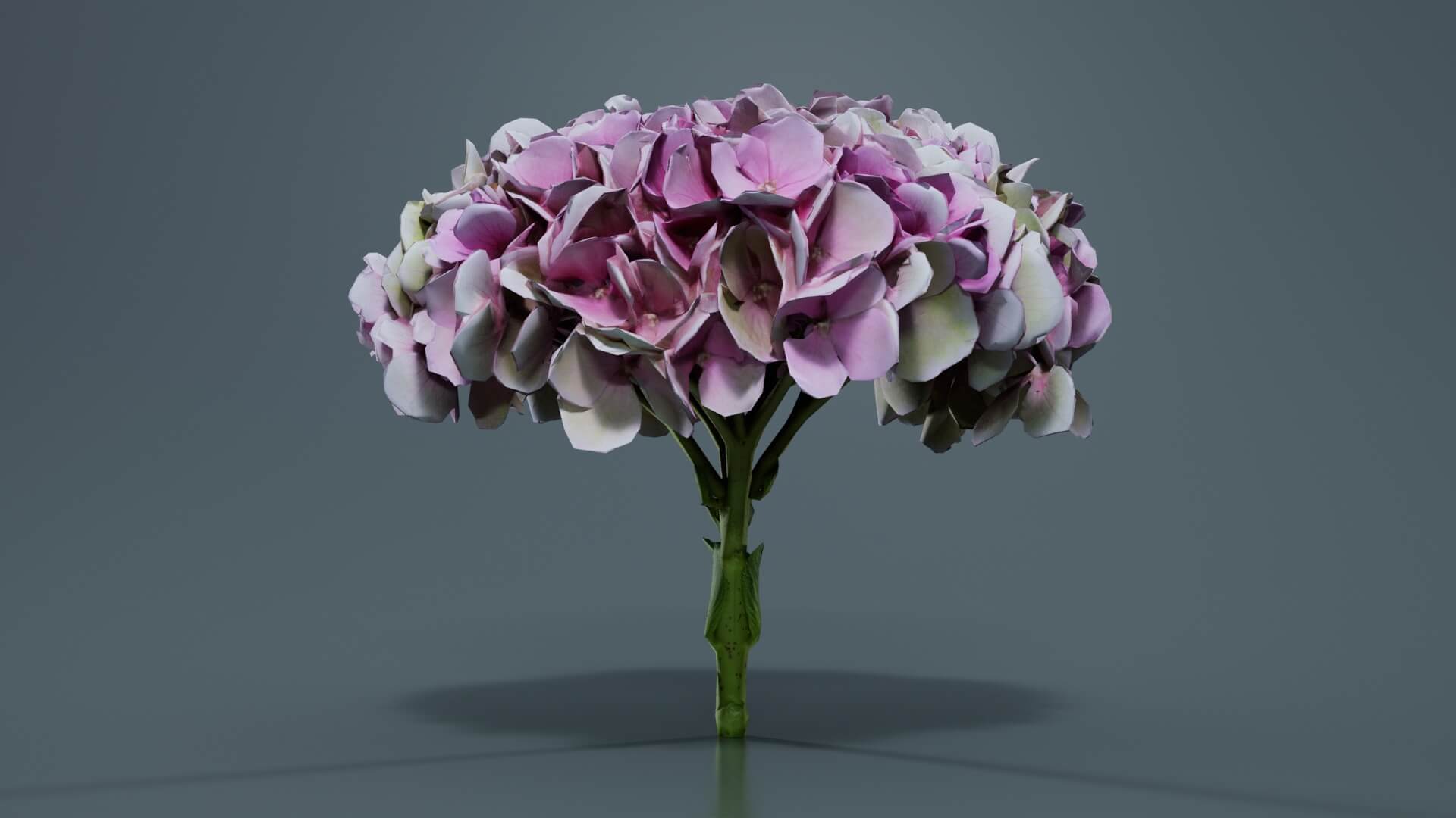 Mpohead Hydrangea - 3D Model by Polygonal Miniatures
