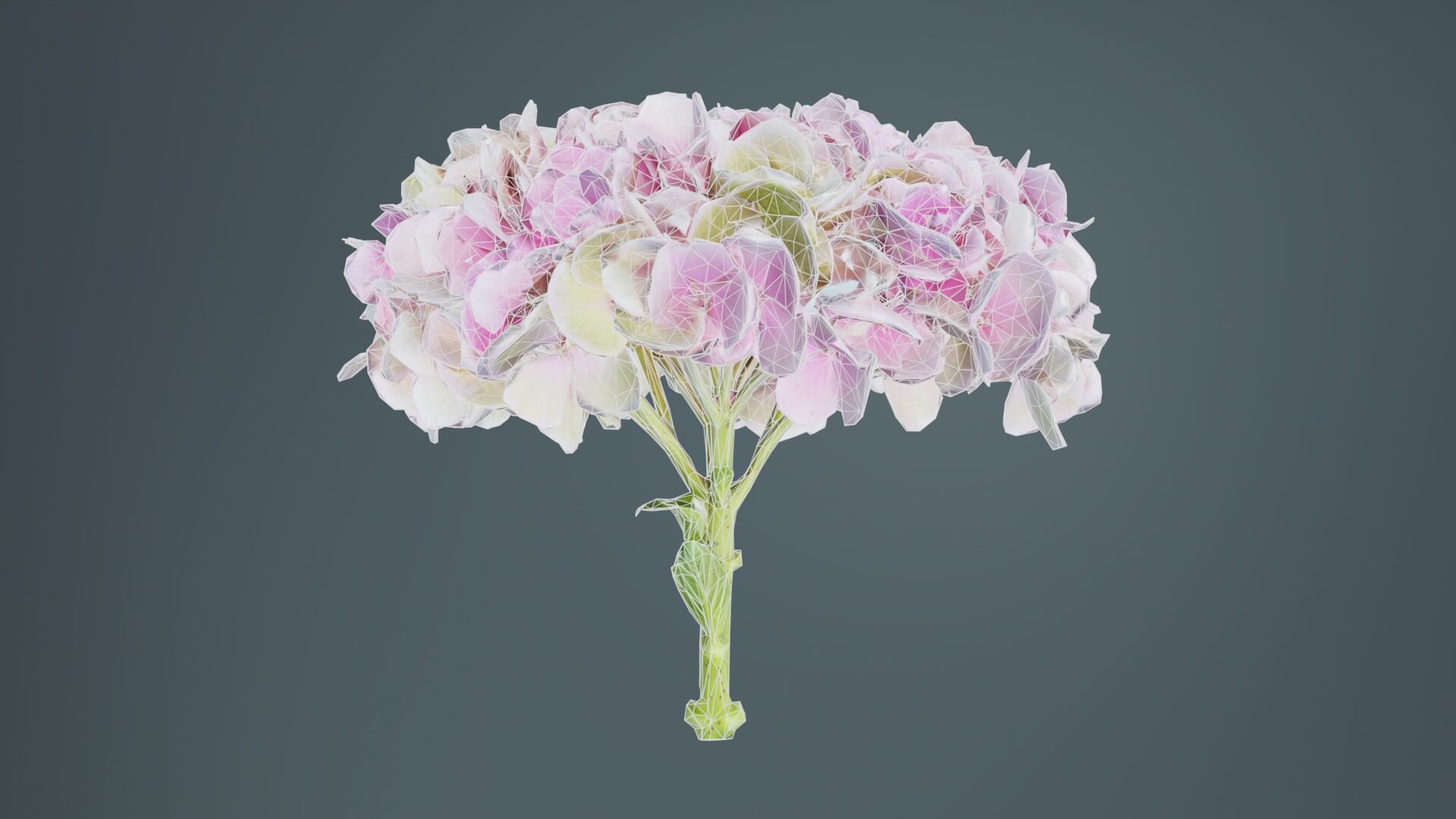 Mpohead Hydrangea - 3D Model by Polygonal Miniatures