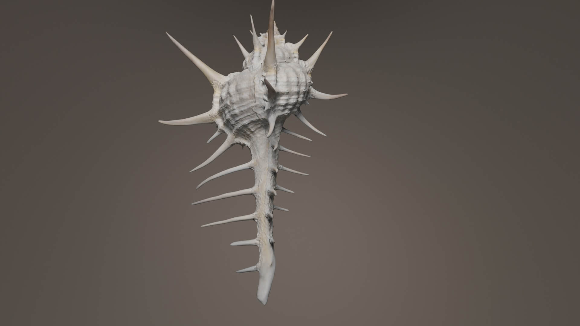 Murex Grassispina Sea Shell - 3D Model by Polygonal Miniatures