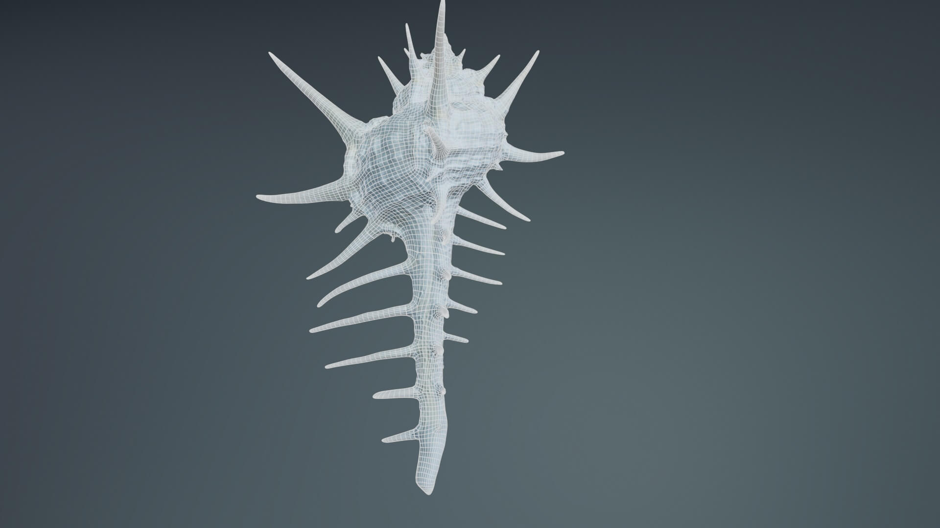 Murex Grassispina Sea Shell - 3D Model by Polygonal Miniatures