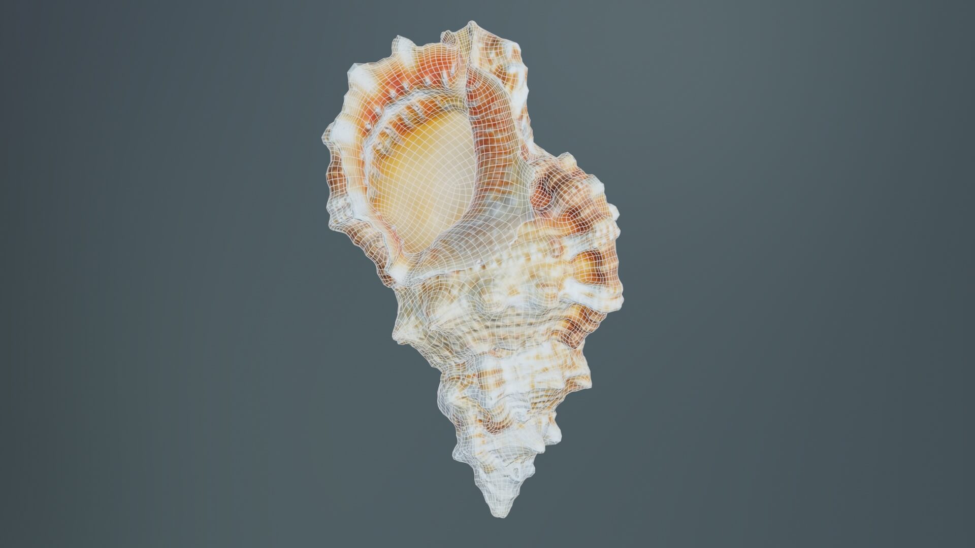Muricidae Mollusk Sea Shell - 3D Model by Polygonal Miniatures