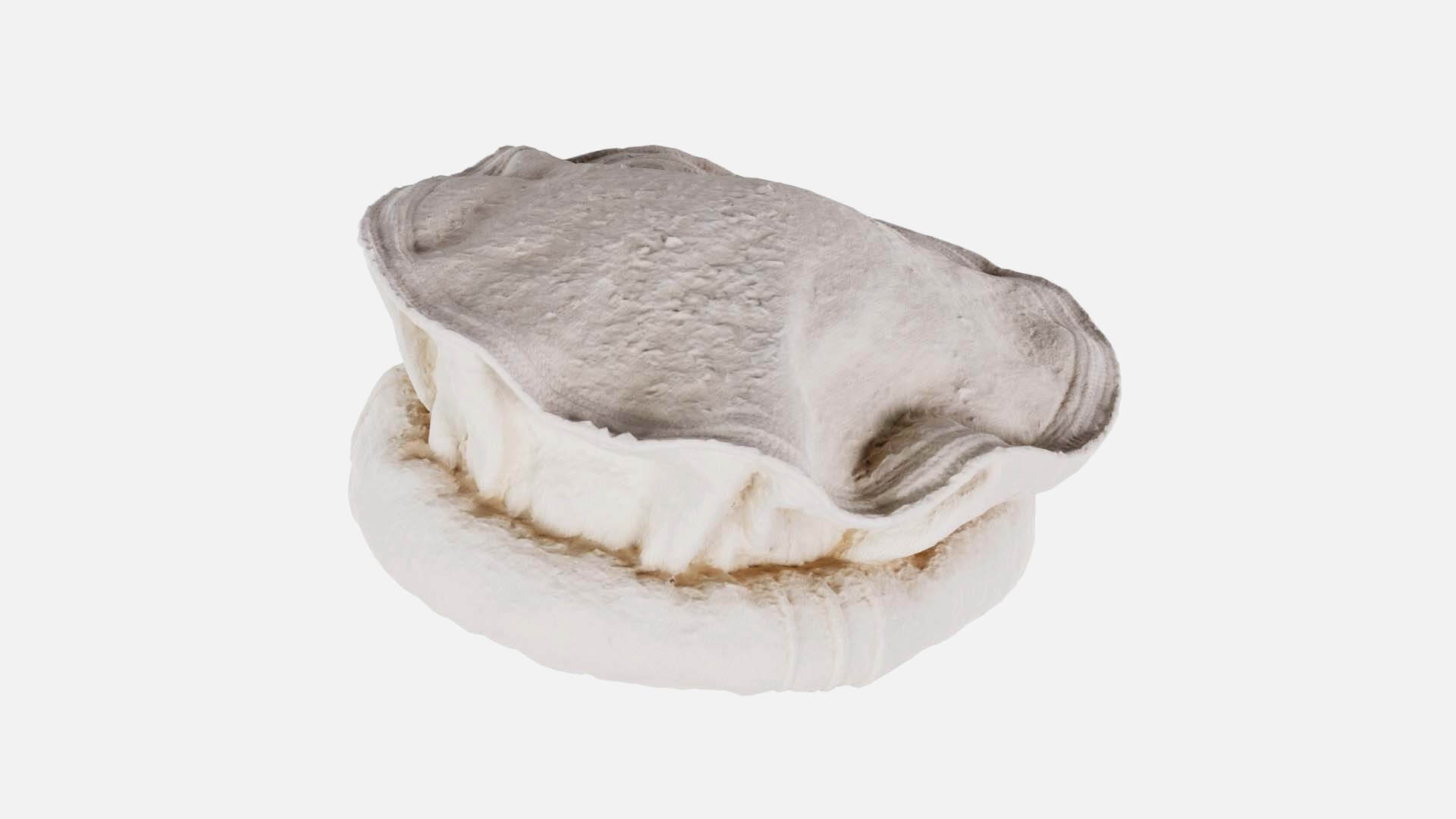 Oister Hat - 3D Model by Polygonal Miniatures