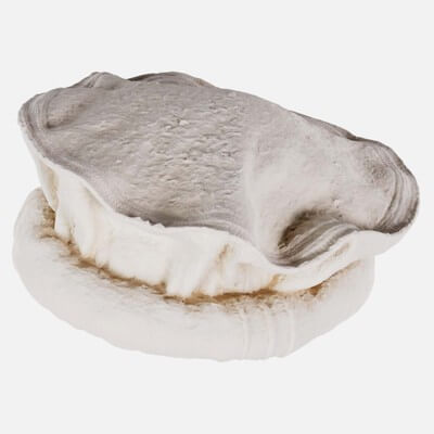 Oister Hat - 3D Model by Polygonal Miniatures