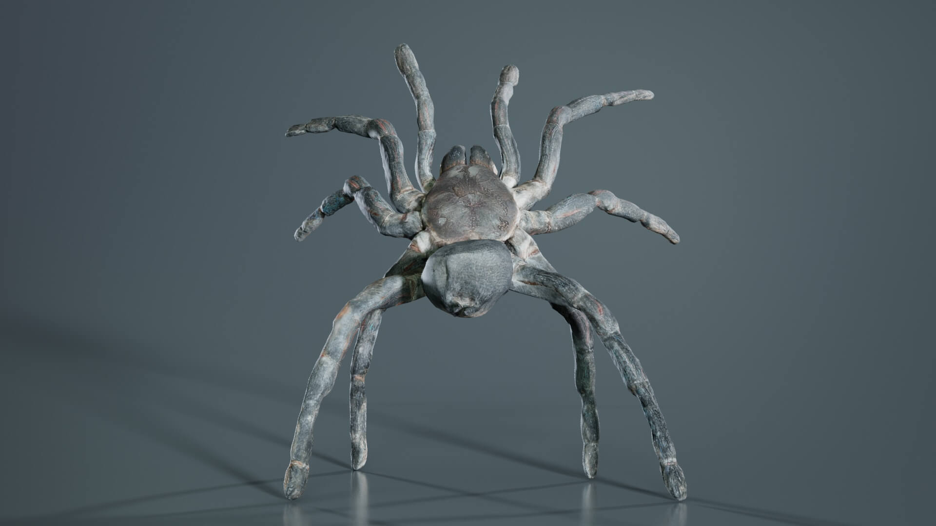 Opelma Minax Spider Tarantula - 3D Model by Polygonal Miniatures